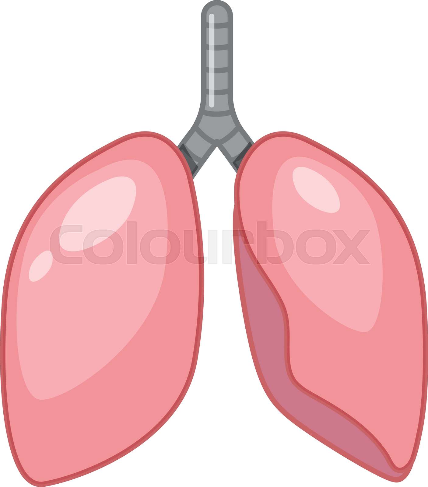 A Cartoon of Human Lung | Stock vector | Colourbox