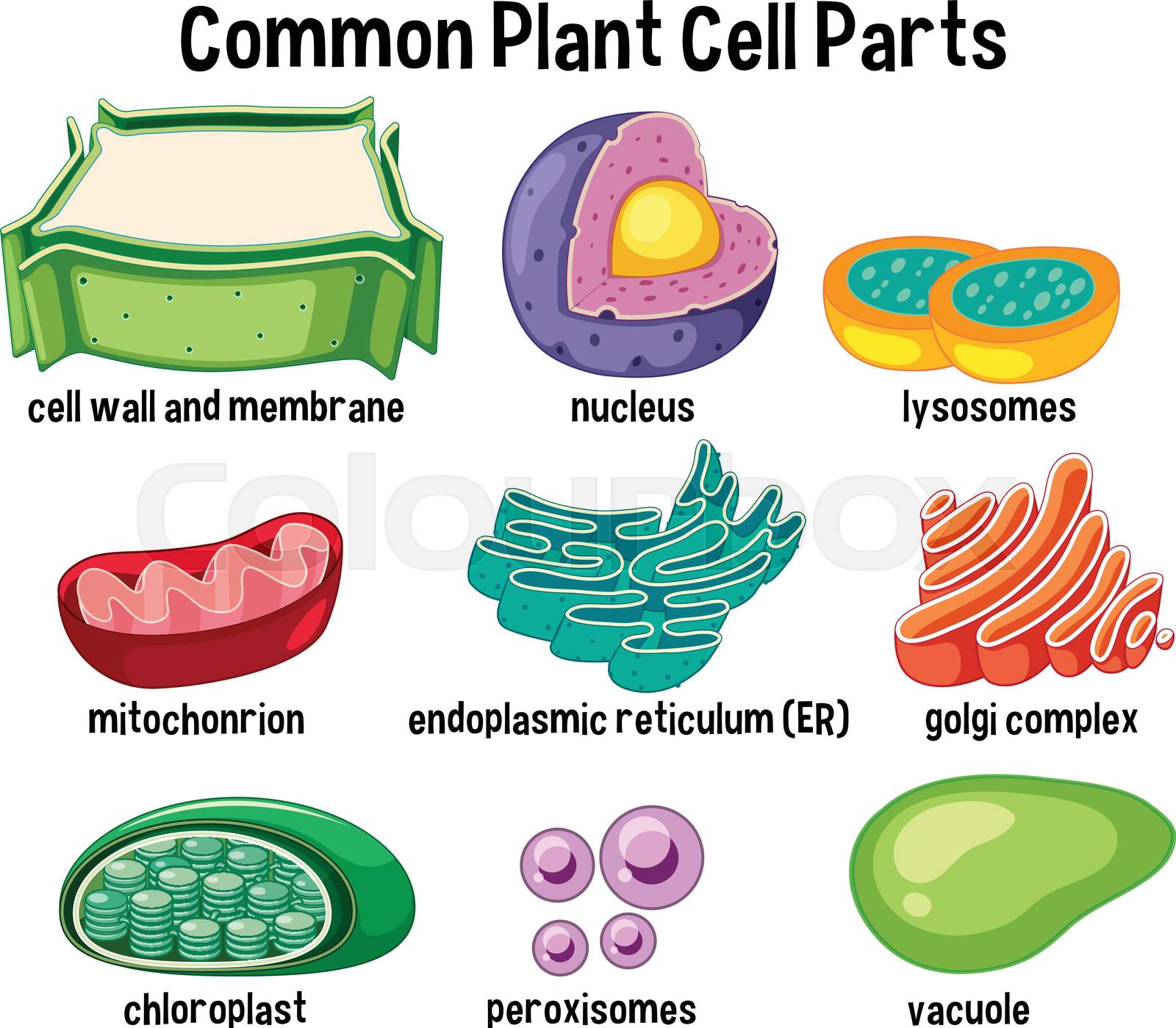 Common plant cell parts | Stock vector | Colourbox