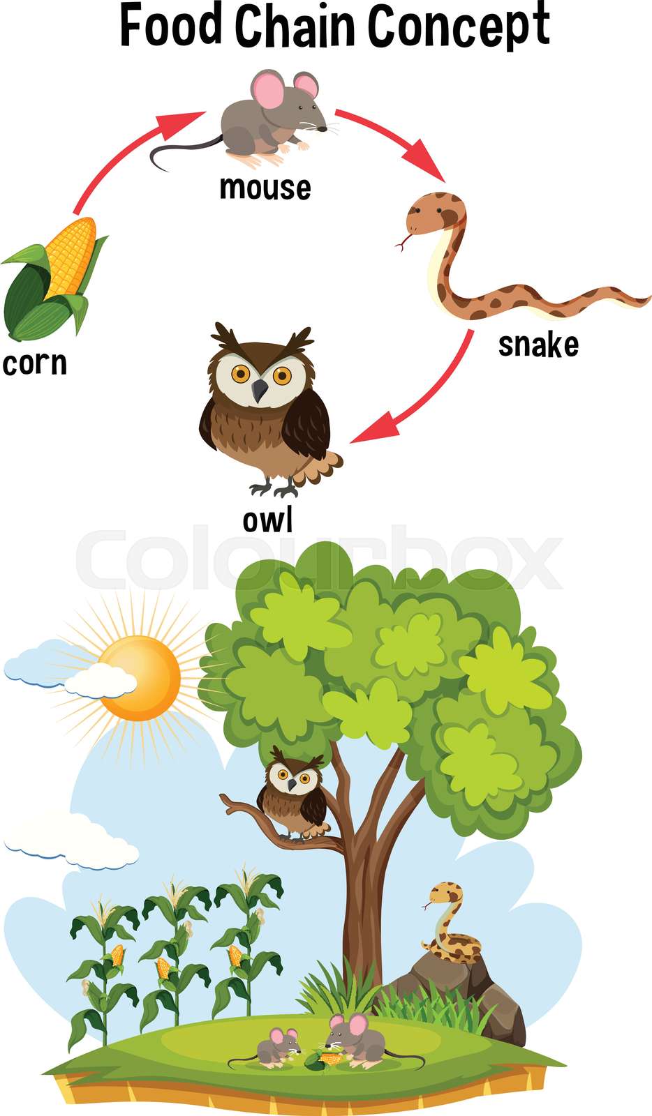 Science Food Chain Concept | Stock vector | Colourbox Science Food Chain Concept | Stock vector | Colourbox