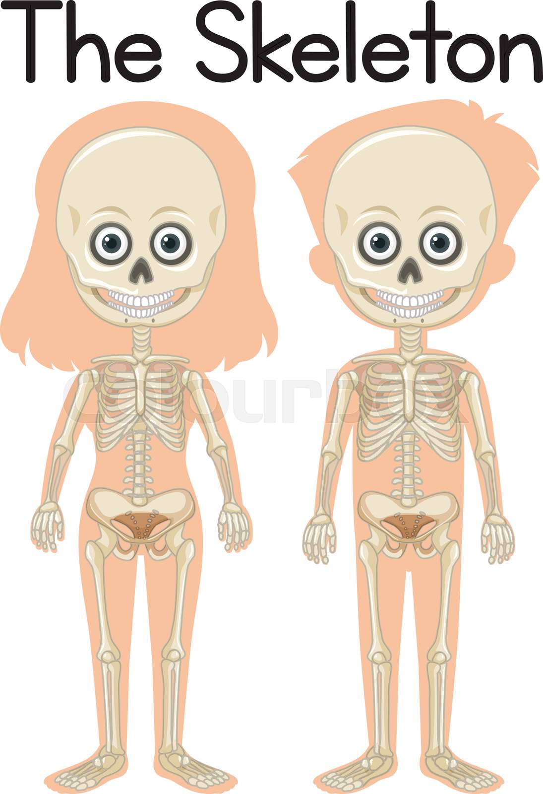 The skeleton on boy and girl | Stock vector | Colourbox