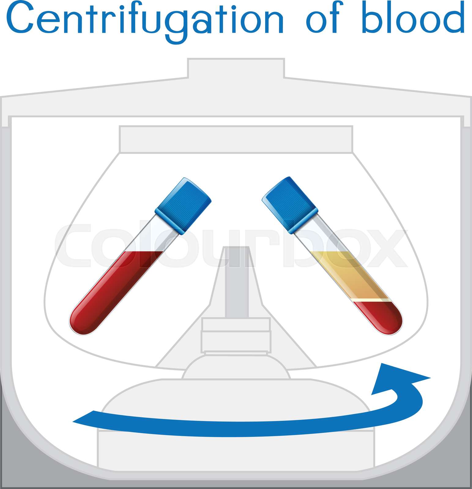 Centrifugation of blood diagram | Stock vector | Colourbox