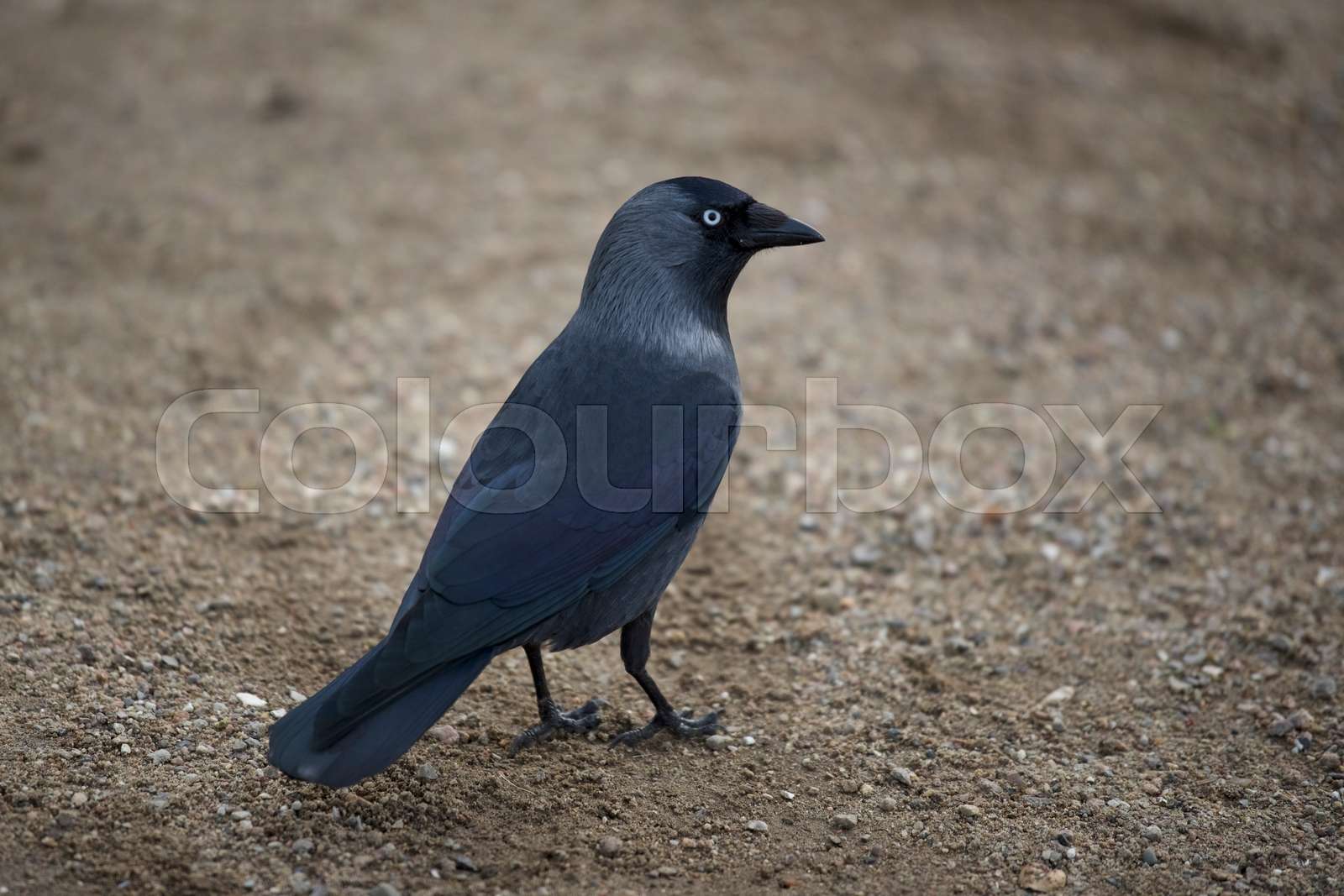Allike kragefugl by fugl grå og sort | Stock foto | Colourbox
