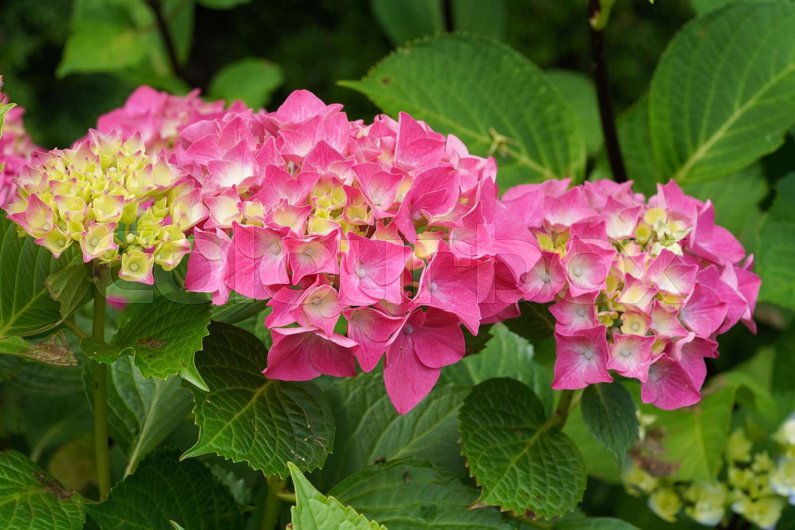 Penny mac, Hydrangea macrophylla | Stock image | Colourbox