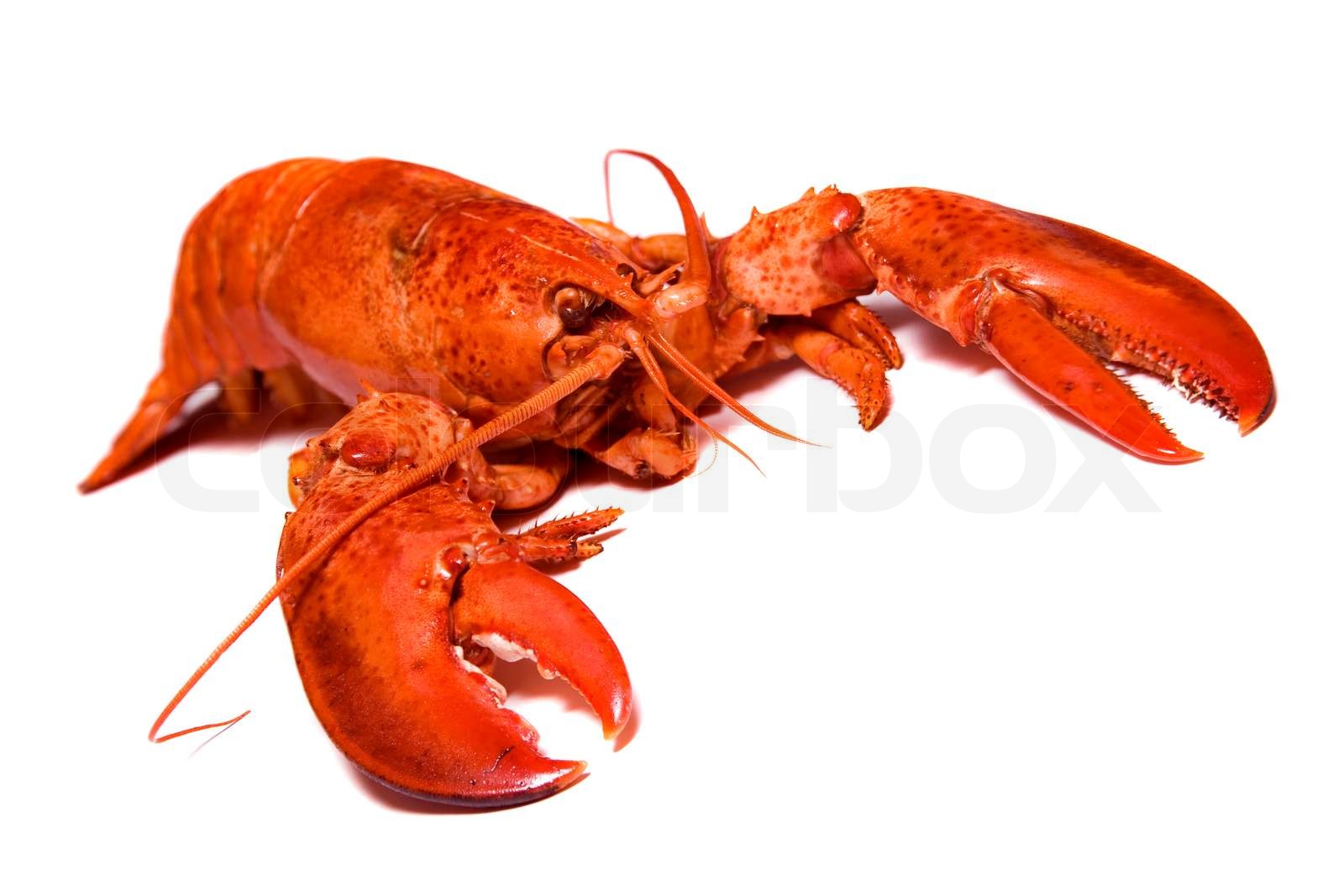 Hummer | Stock Bild | Colourbox