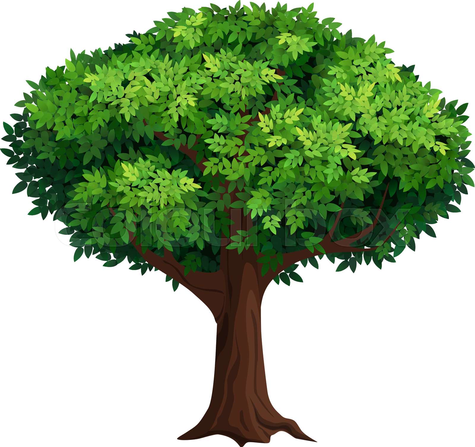 A large tree with a thick crown. | Stock vector | Colourbox