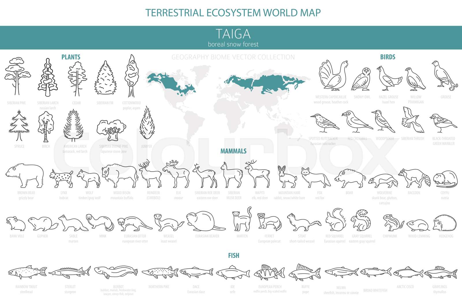 Taiga biome, boreal snow forest thin simple line design. Terrestrial ...