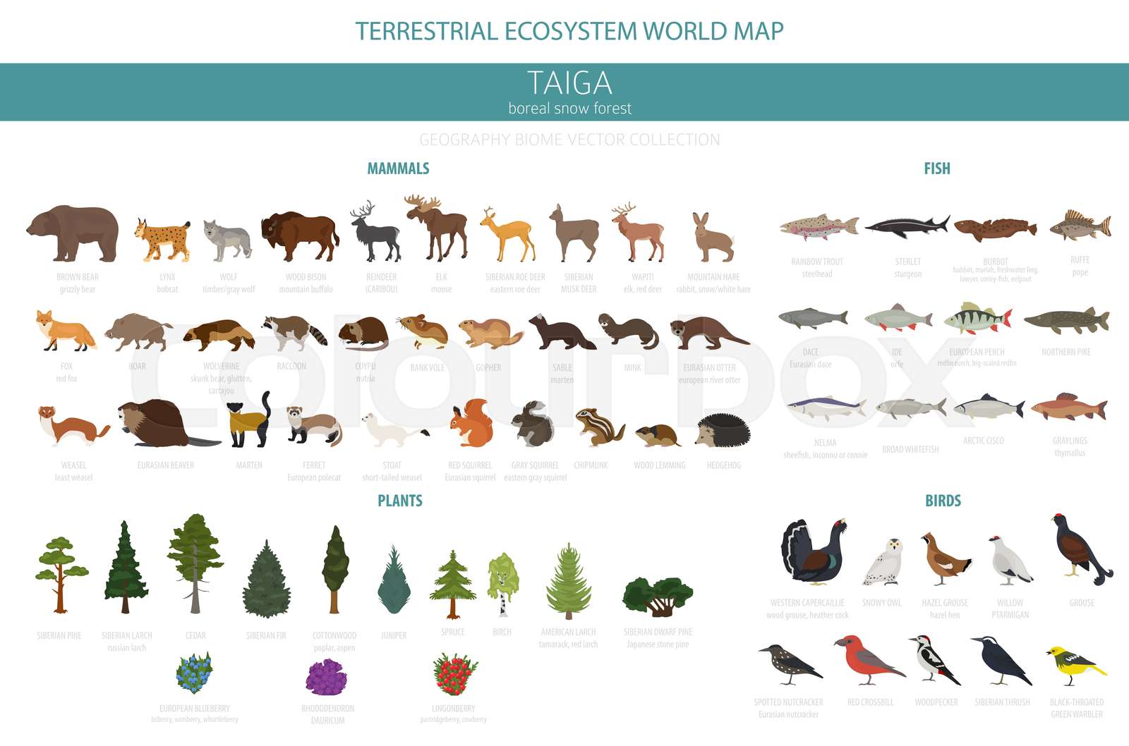 Boreal Forest Global Map