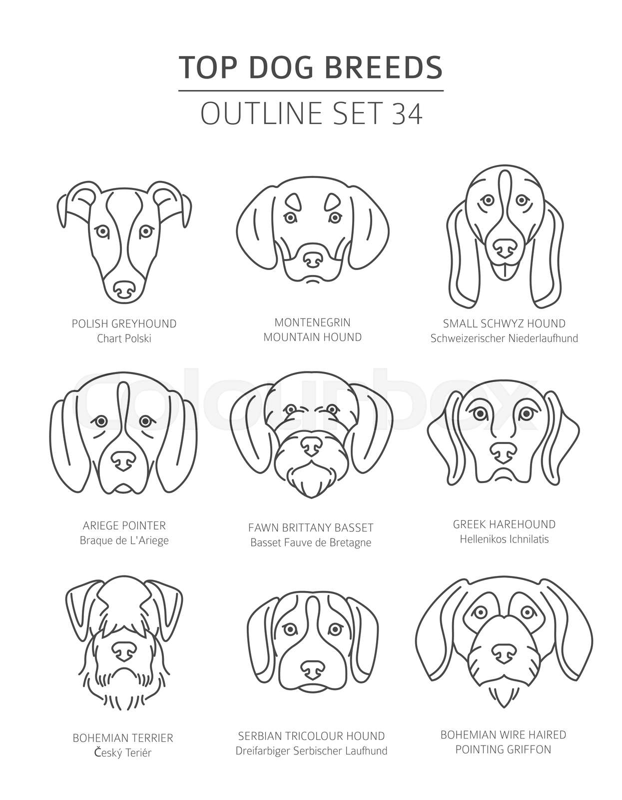 Top dog breeds. Hunting dogs set. Pet outline collection | Stock vector ...