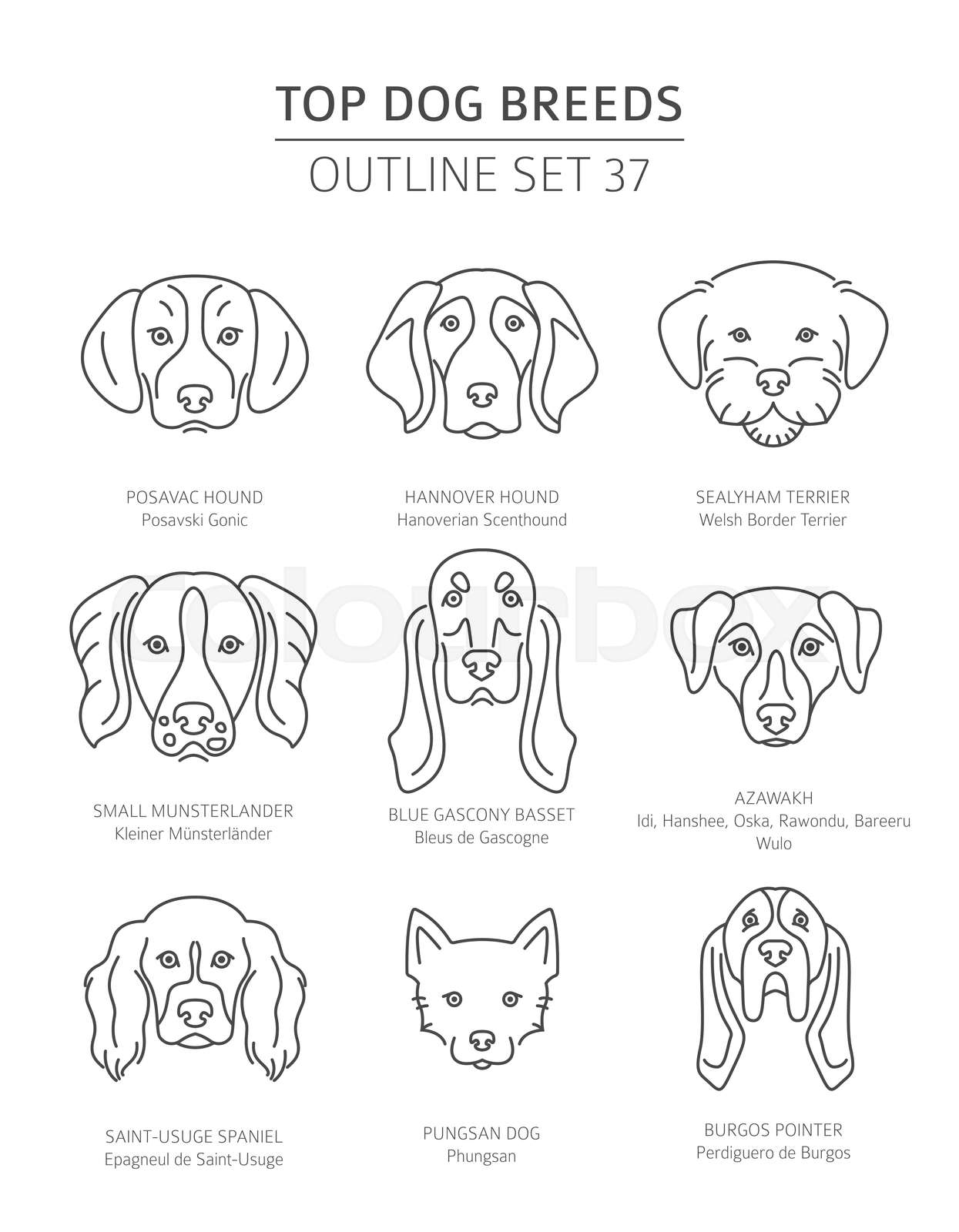 Top dog breeds. Hunting dogs set. Pet outline collection | Stock vector ...