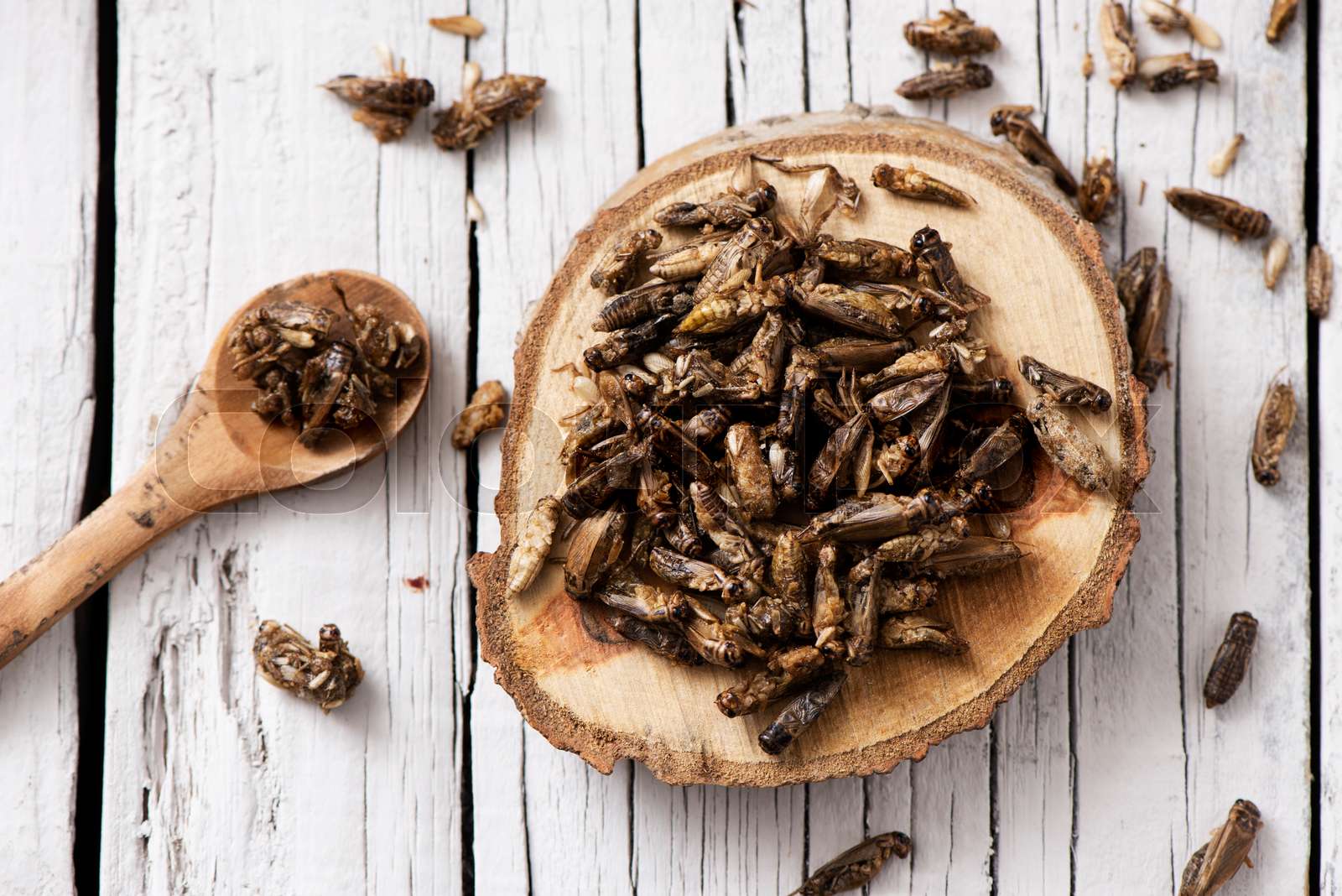 edible seasoned fried crickets | Stock image | Colourbox