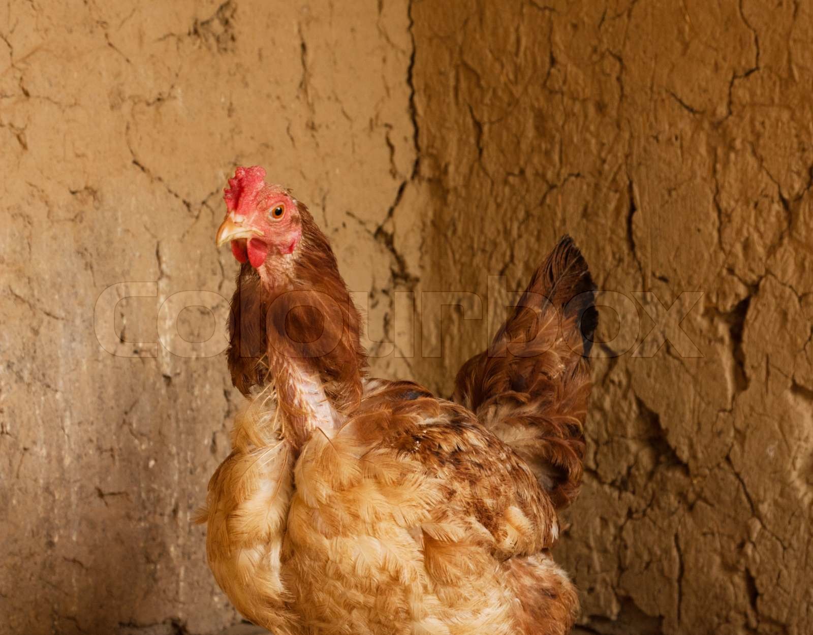 Porträt von einem Huhn | Stock Bild | Colourbox