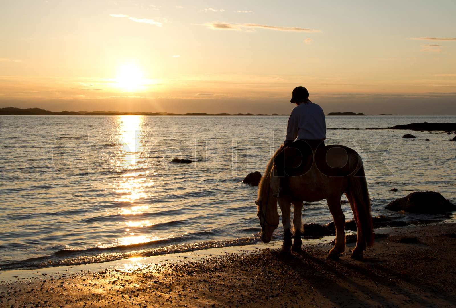 hest, fred, sommer | Stock foto | Colourbox