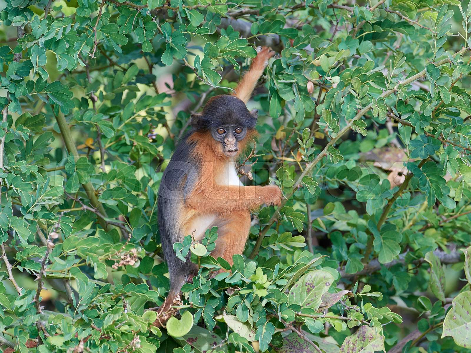 Western red colobus (Piliocolobus badius) | Stock image | Colourbox