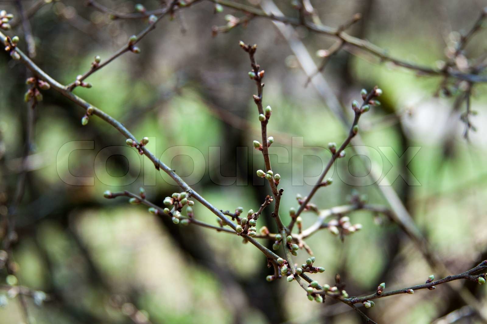 new buds of an old tree | Stock image | Colourbox