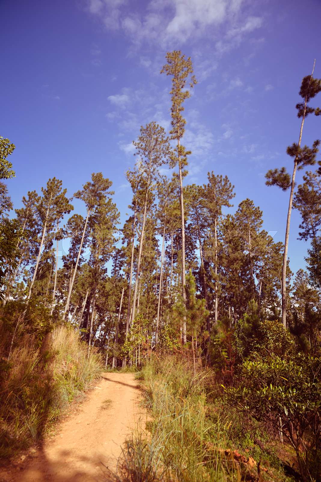 forest with tall trees | Stock image | Colourbox