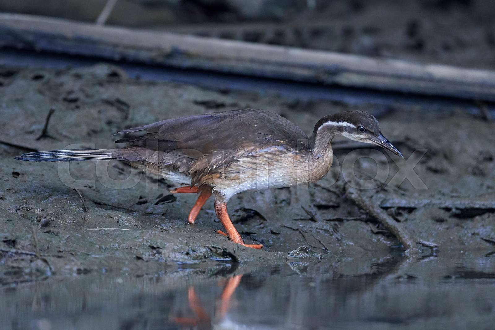 African finfoot (Podica senegalensis) | Stock image | Colourbox