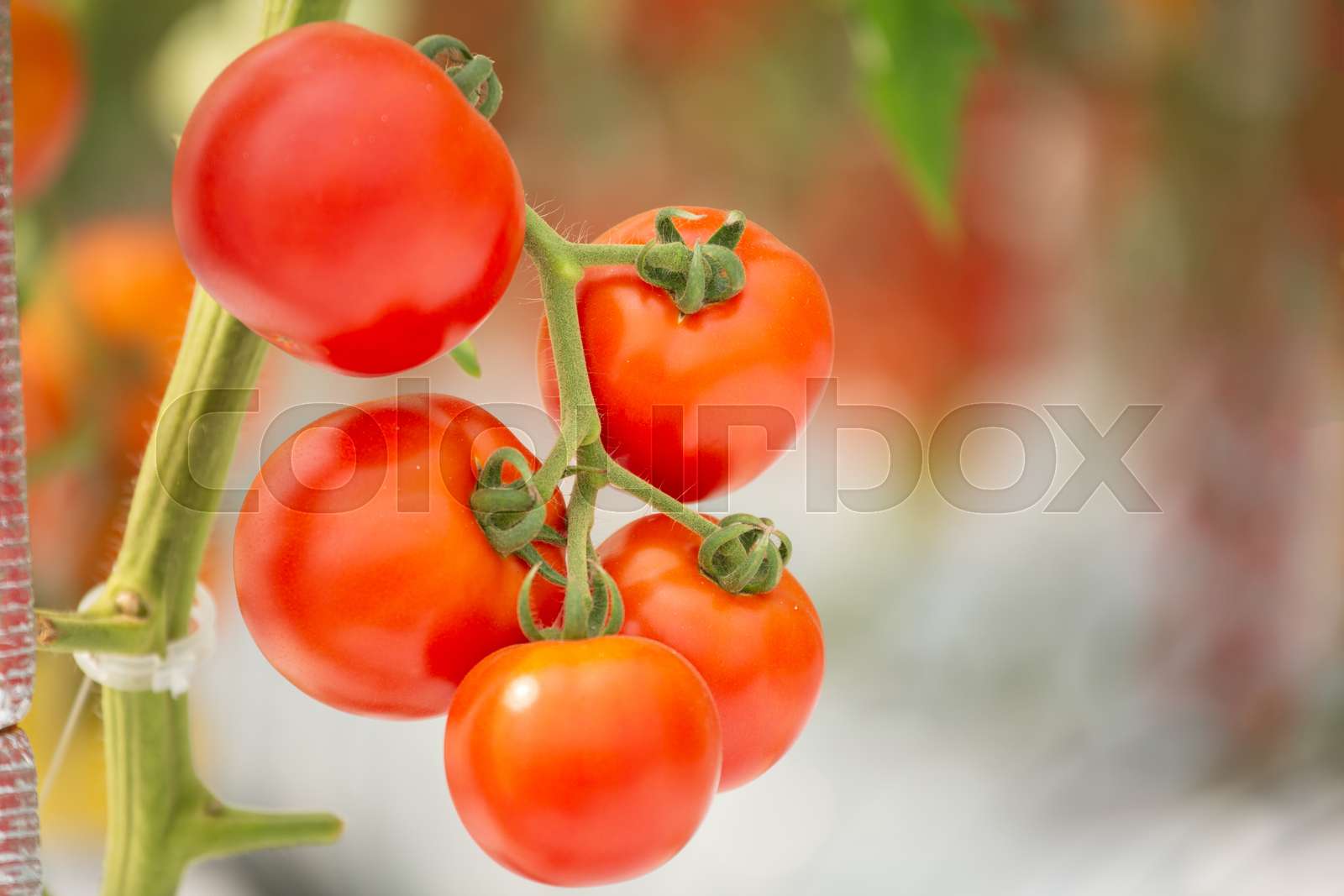 tomato | Stock image | Colourbox