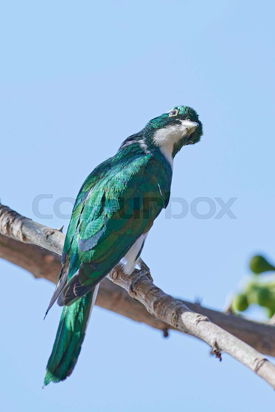 Klaas's cuckoo (Chrysococcyx klaas) | Stock image | Colourbox