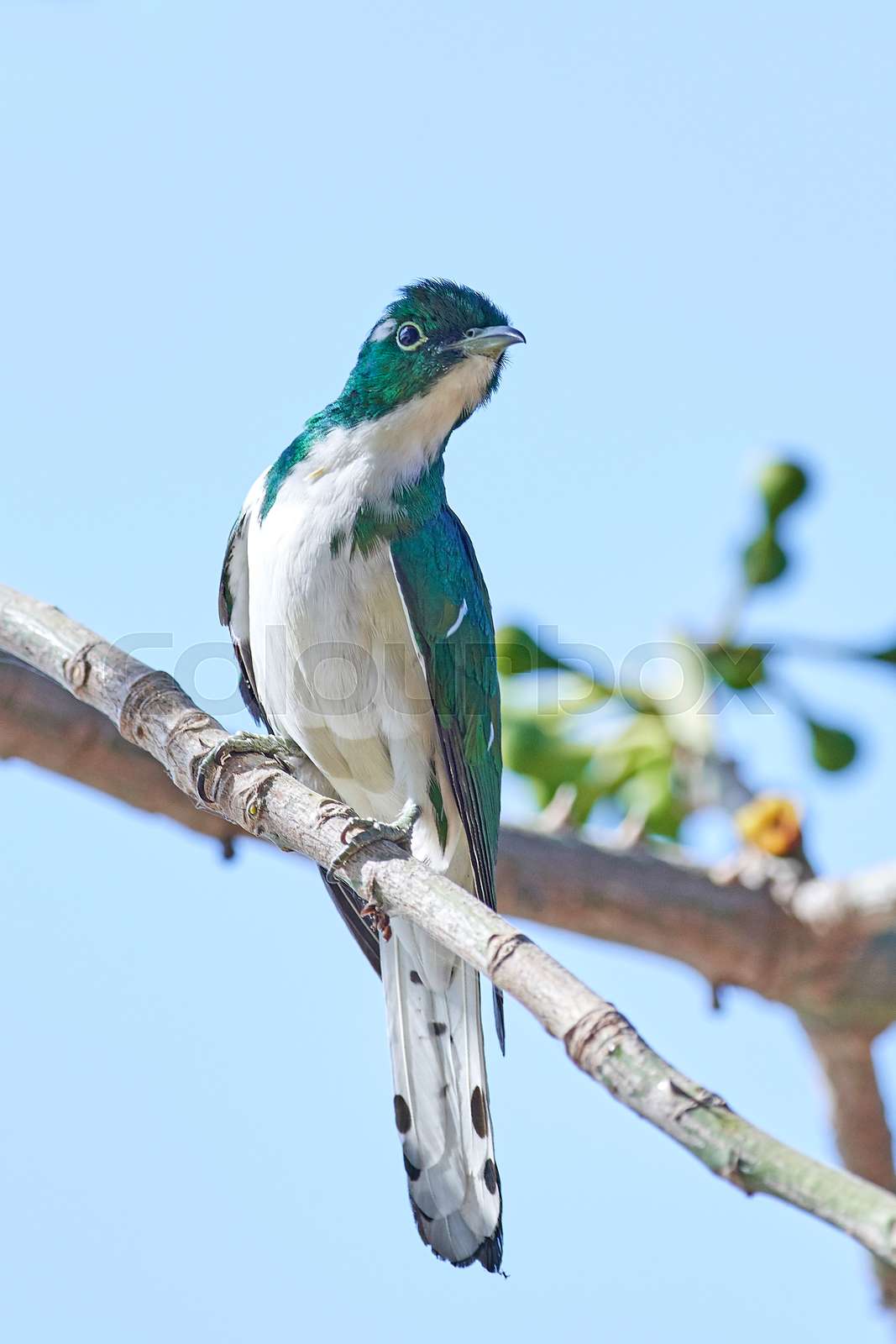 Klaas's cuckoo (Chrysococcyx klaas) | Stock image | Colourbox