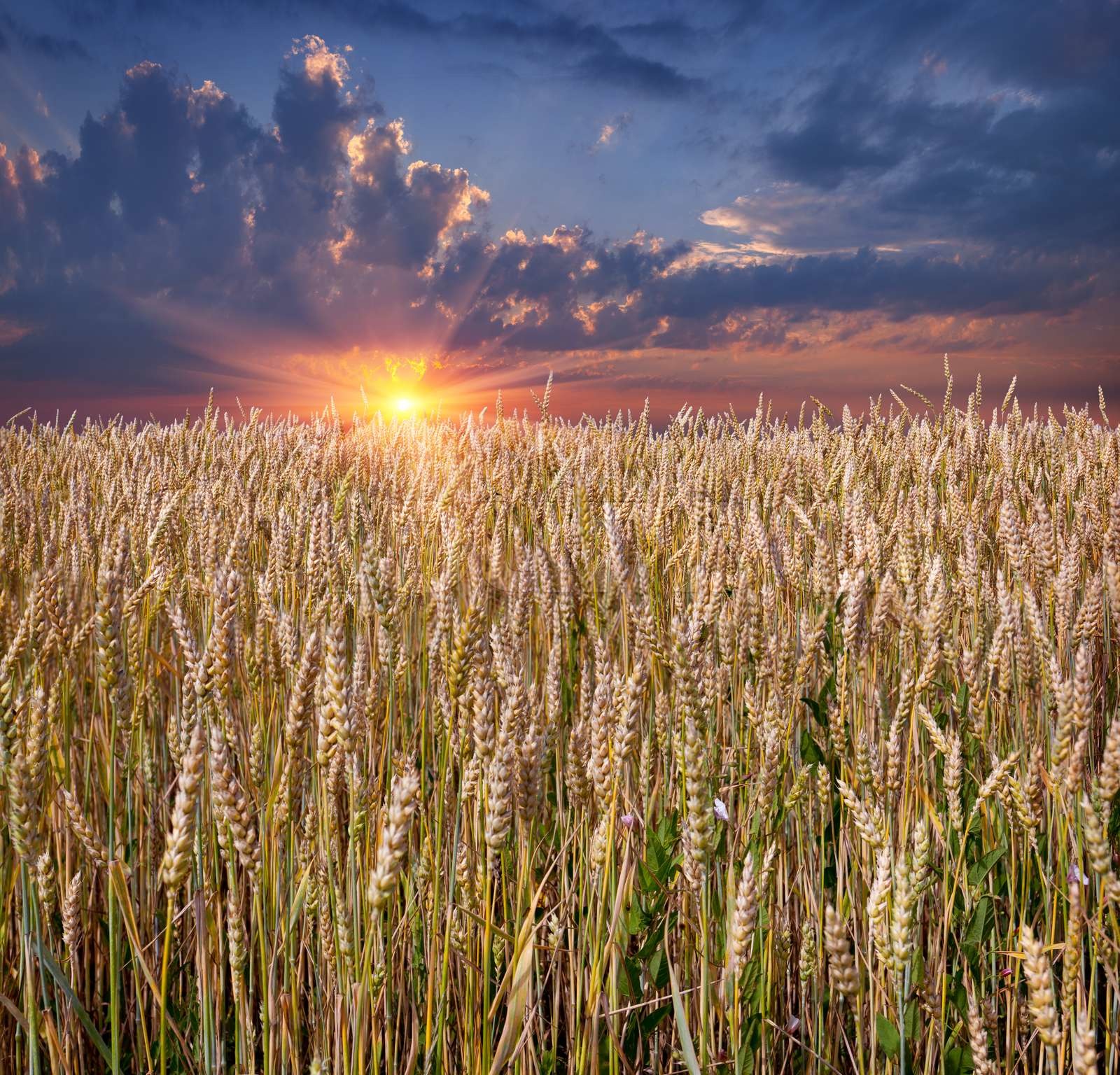 Sonnenaufgang unter einem Weizenfelder im Sommer | Stock Bild | Colourbox