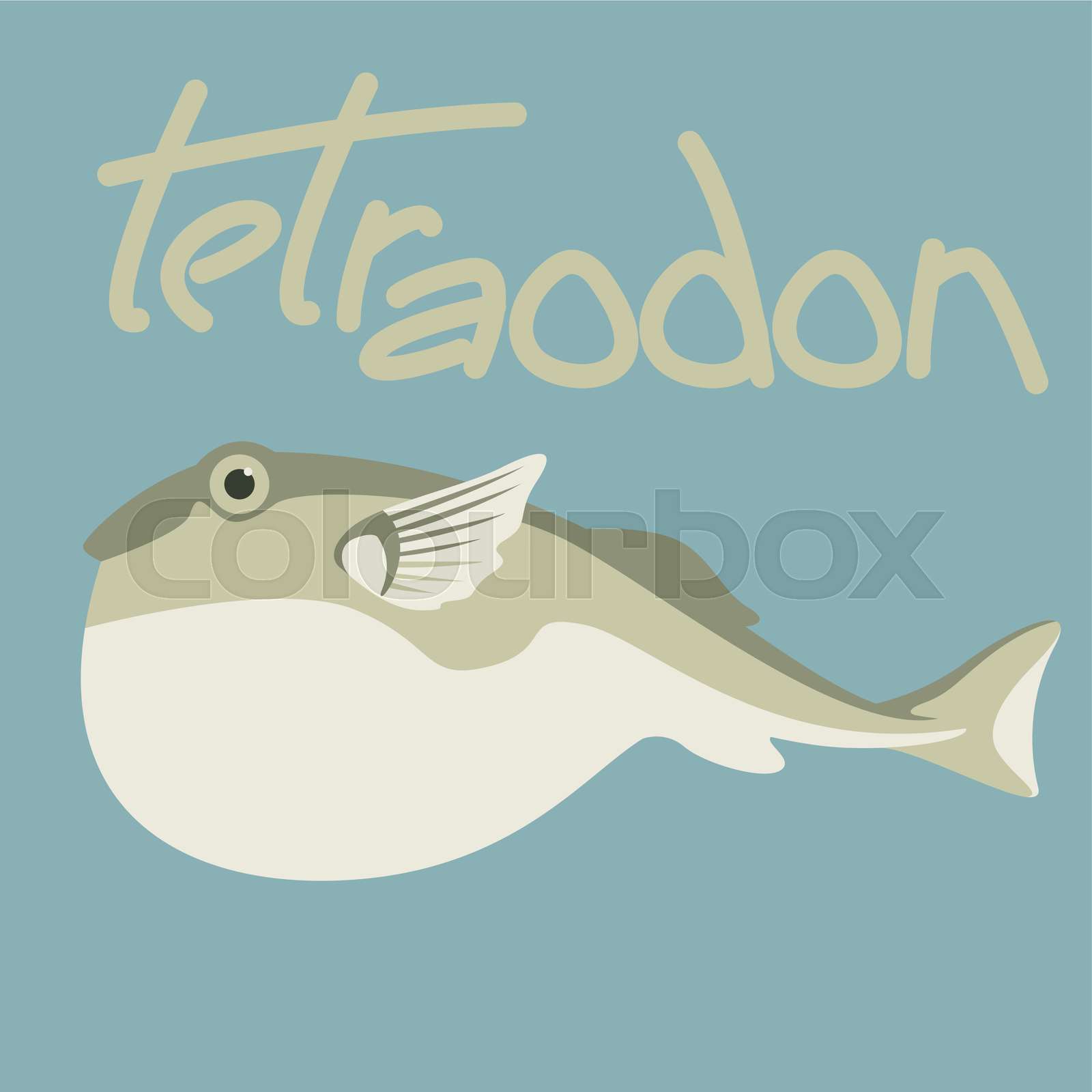tetraodon fish,vector illustration | Stock vector | Colourbox