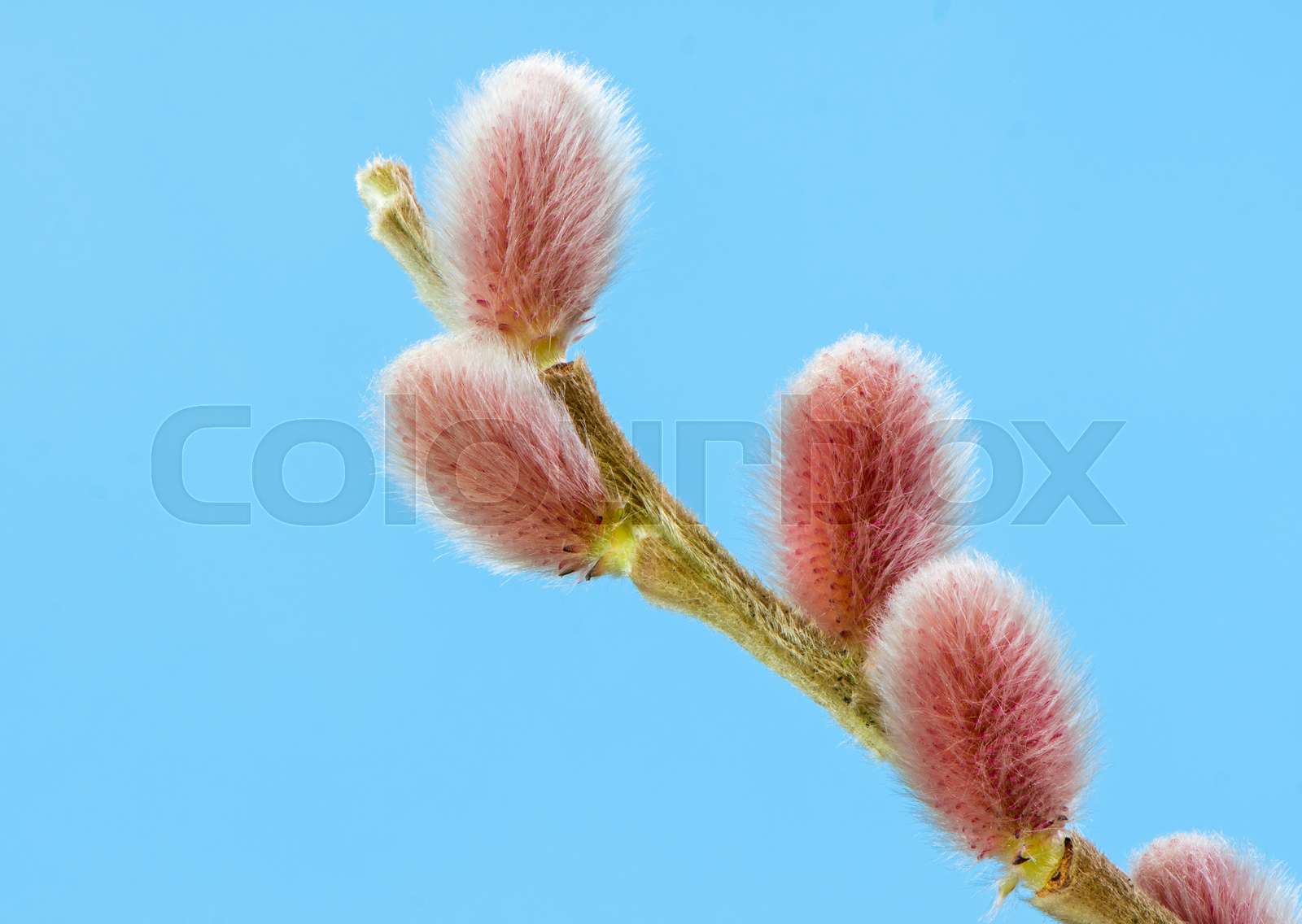 Branch of a red salix branch | Stock image | Colourbox