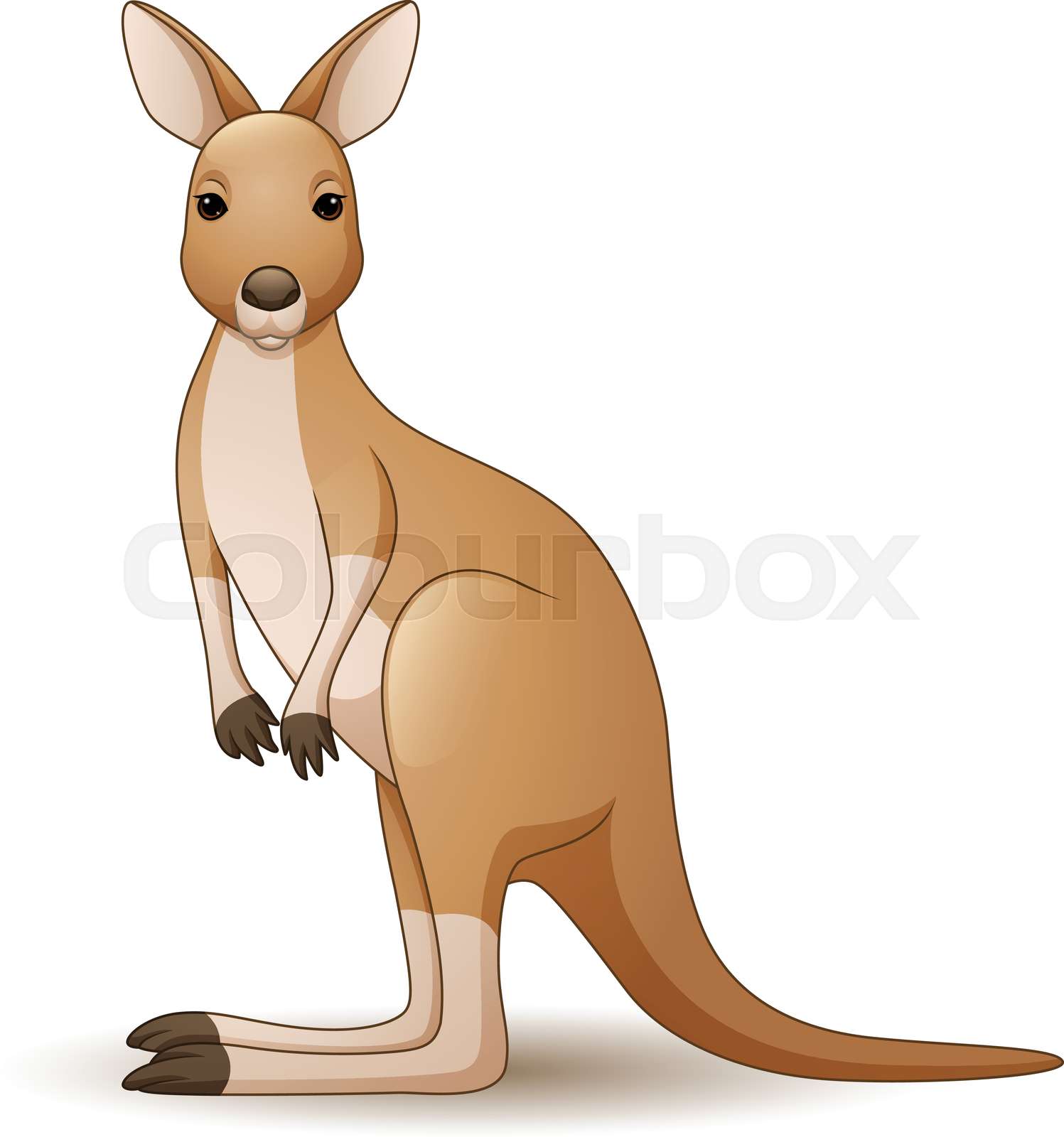 Illustration of Kangaroo isolated on white background | Stock vector ...