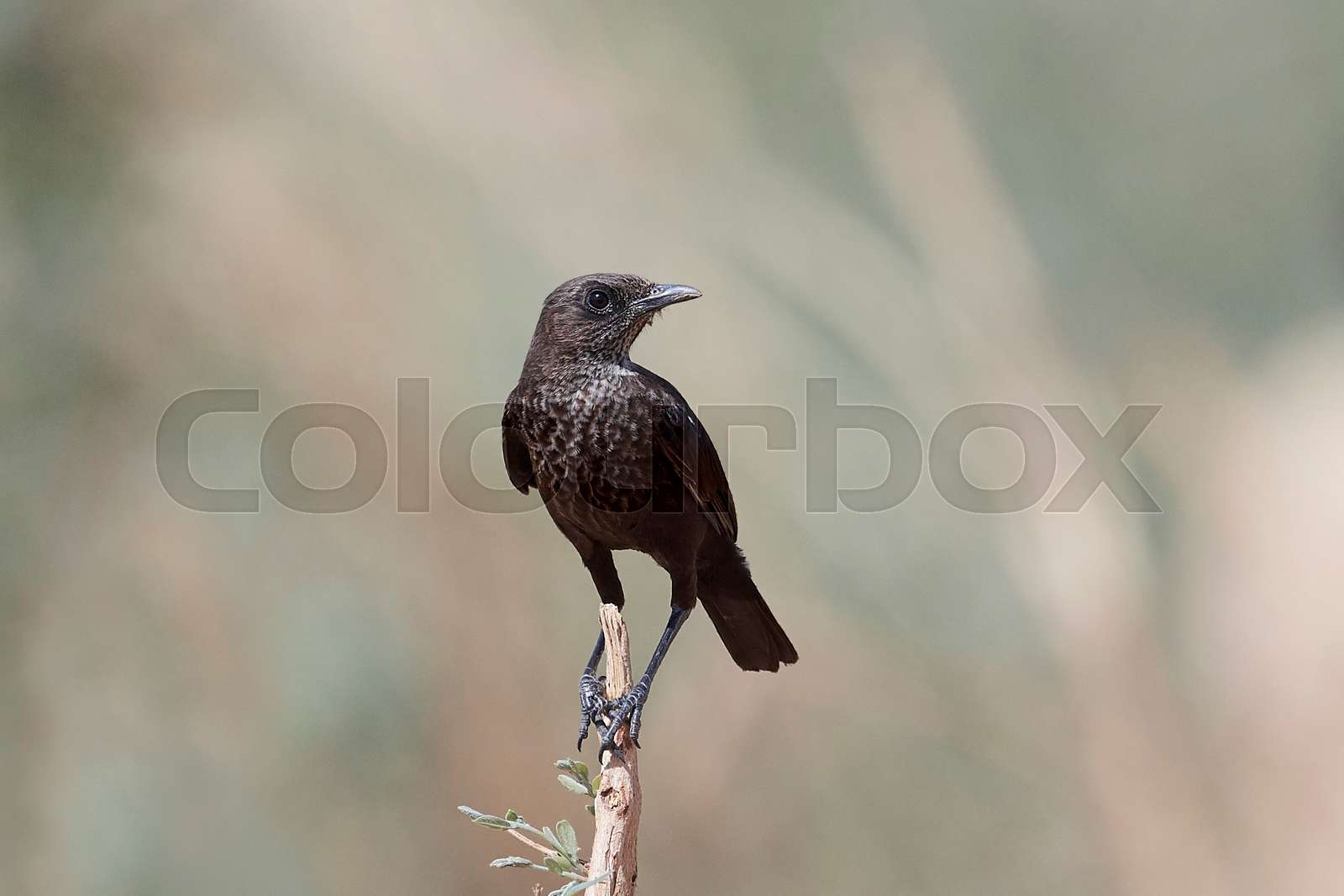 Northern anteater-chat (Myrmecocichla aethiops) | Stock image | Colourbox