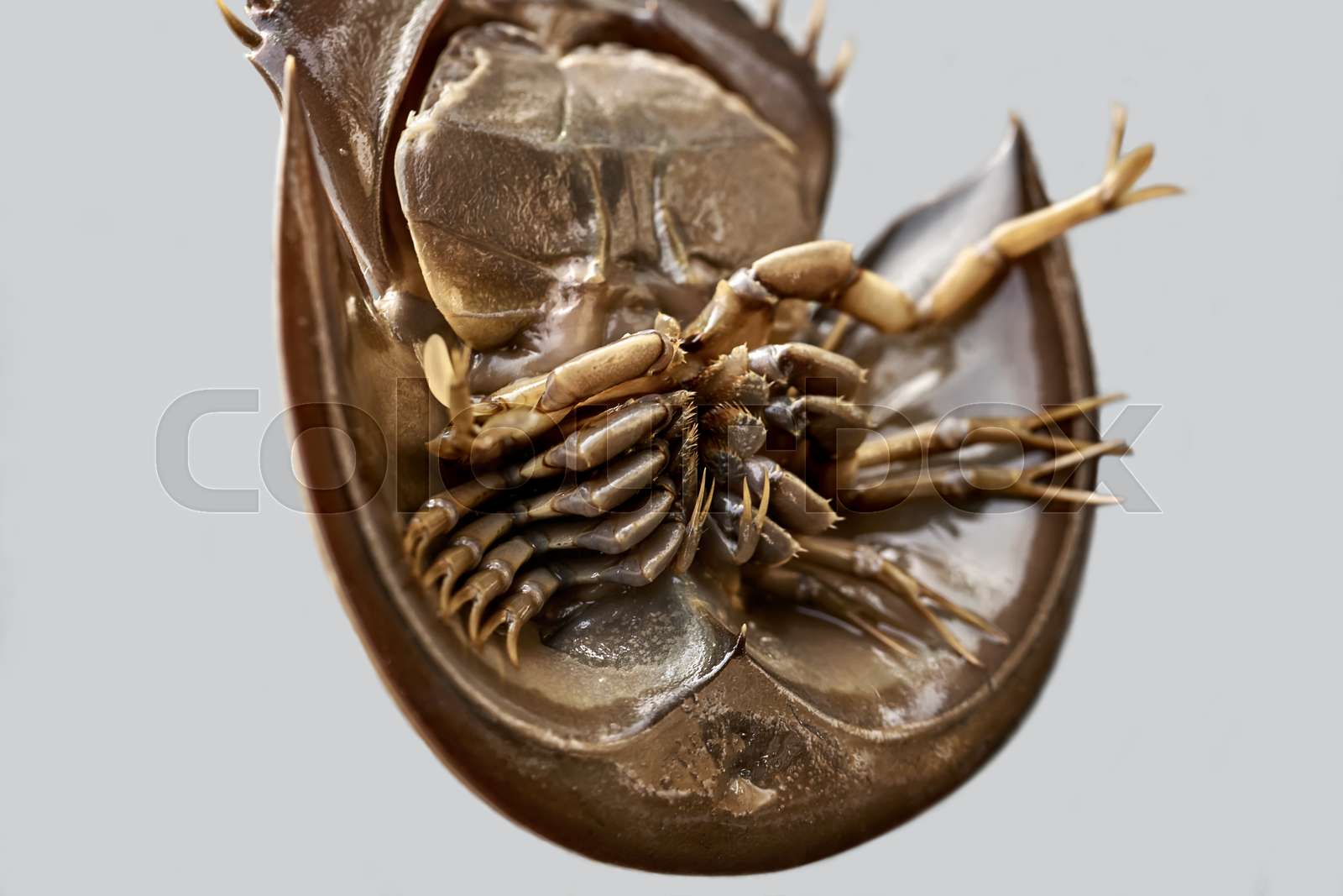 Horseshoe Crab Underside