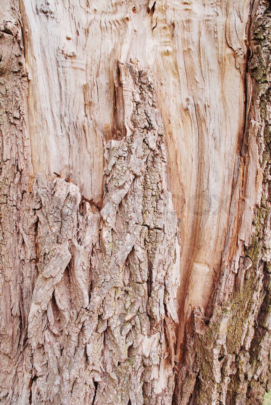 willow tree bark texture | Stock image | Colourbox