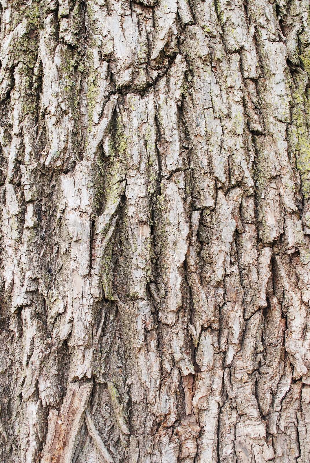 willow tree bark texture | Stock image | Colourbox