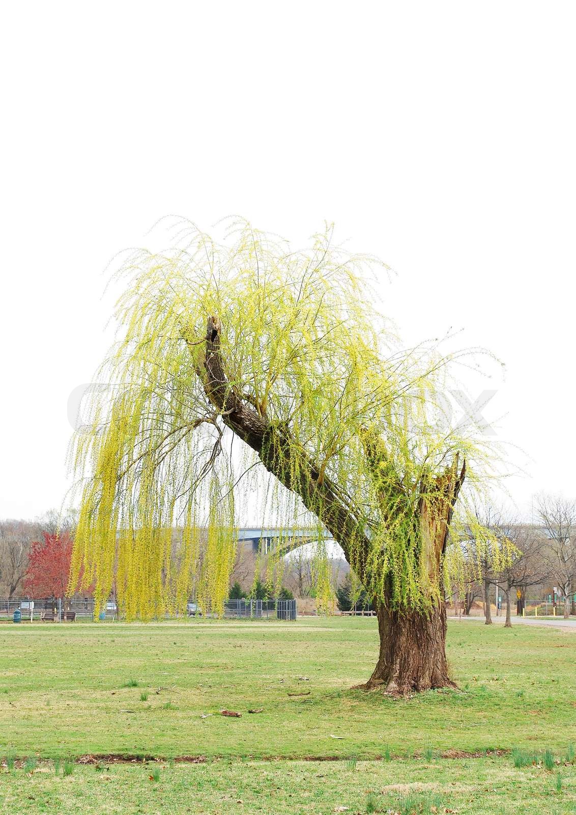 willow tree | Stock image | Colourbox