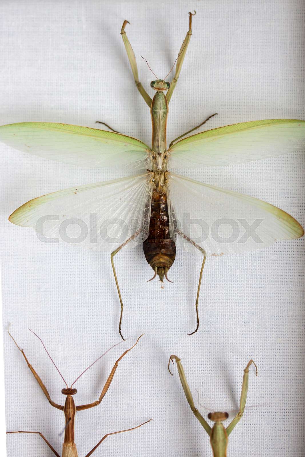Mantis with open wings | Stock image | Colourbox