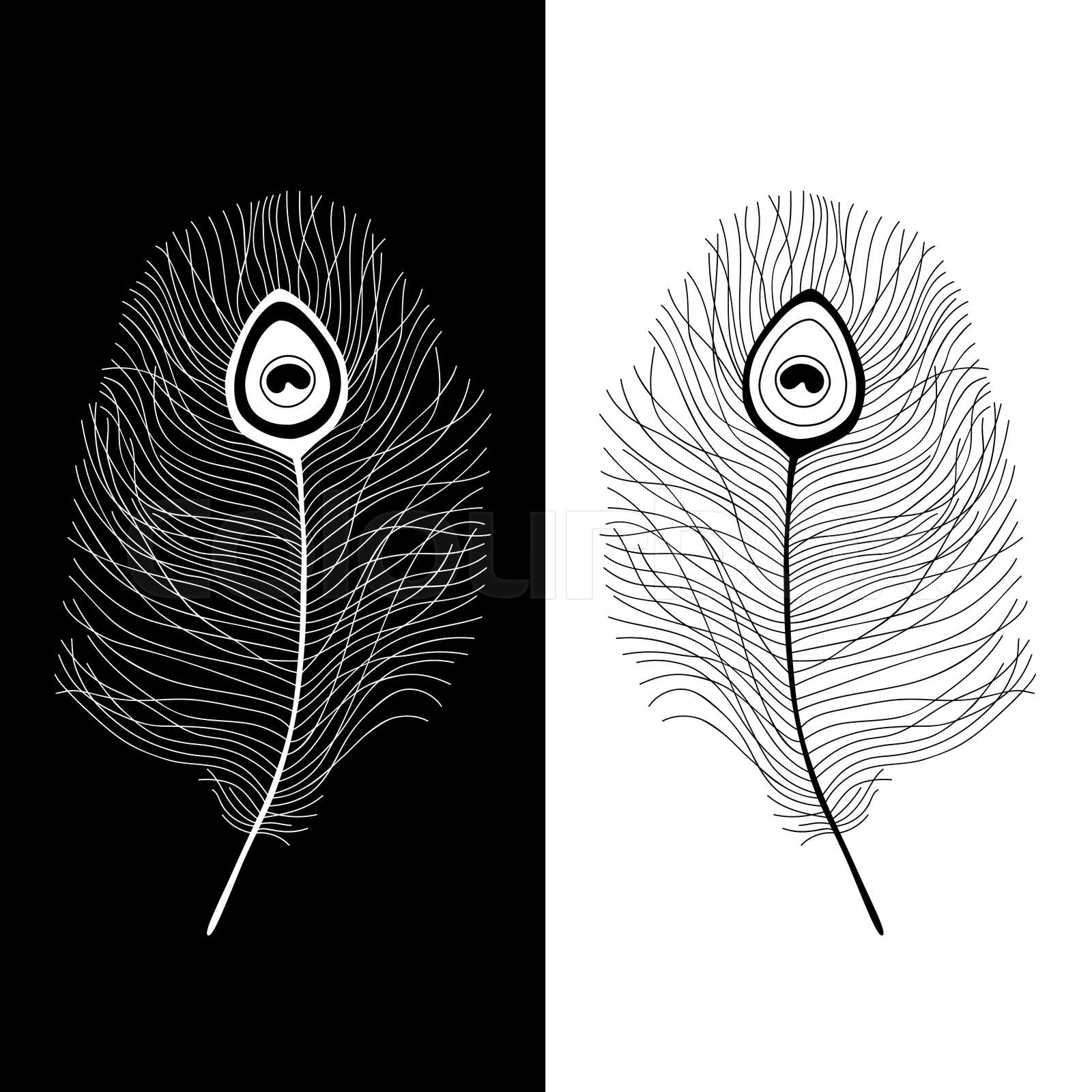 Peacock Feather Clip Art Black And White