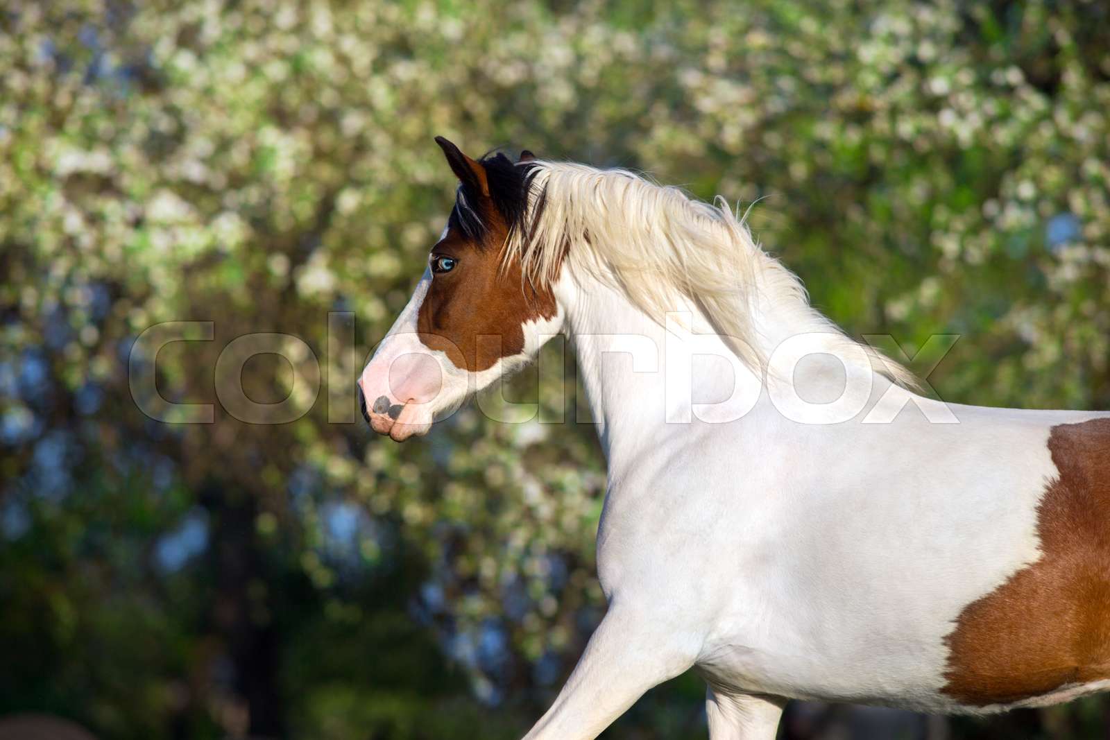 Piebald horse with blue eye portrait in motion | Stock image | Colourbox