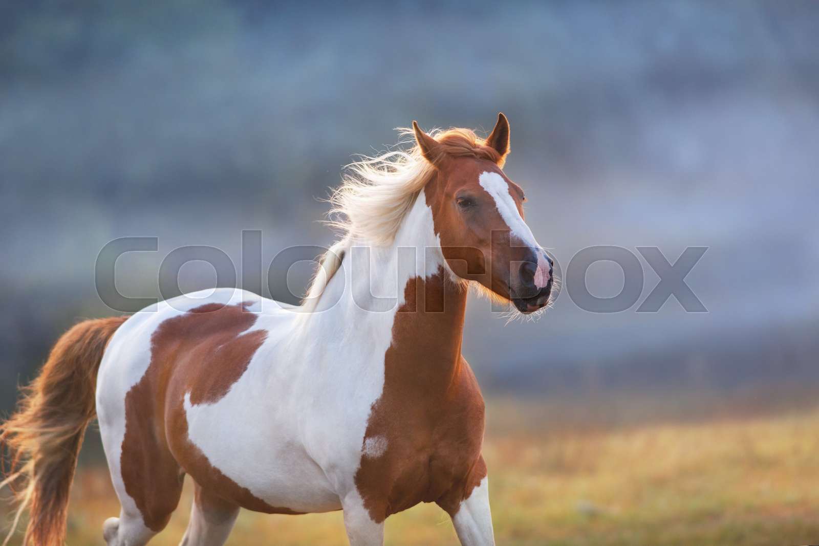Pinto Horse Running