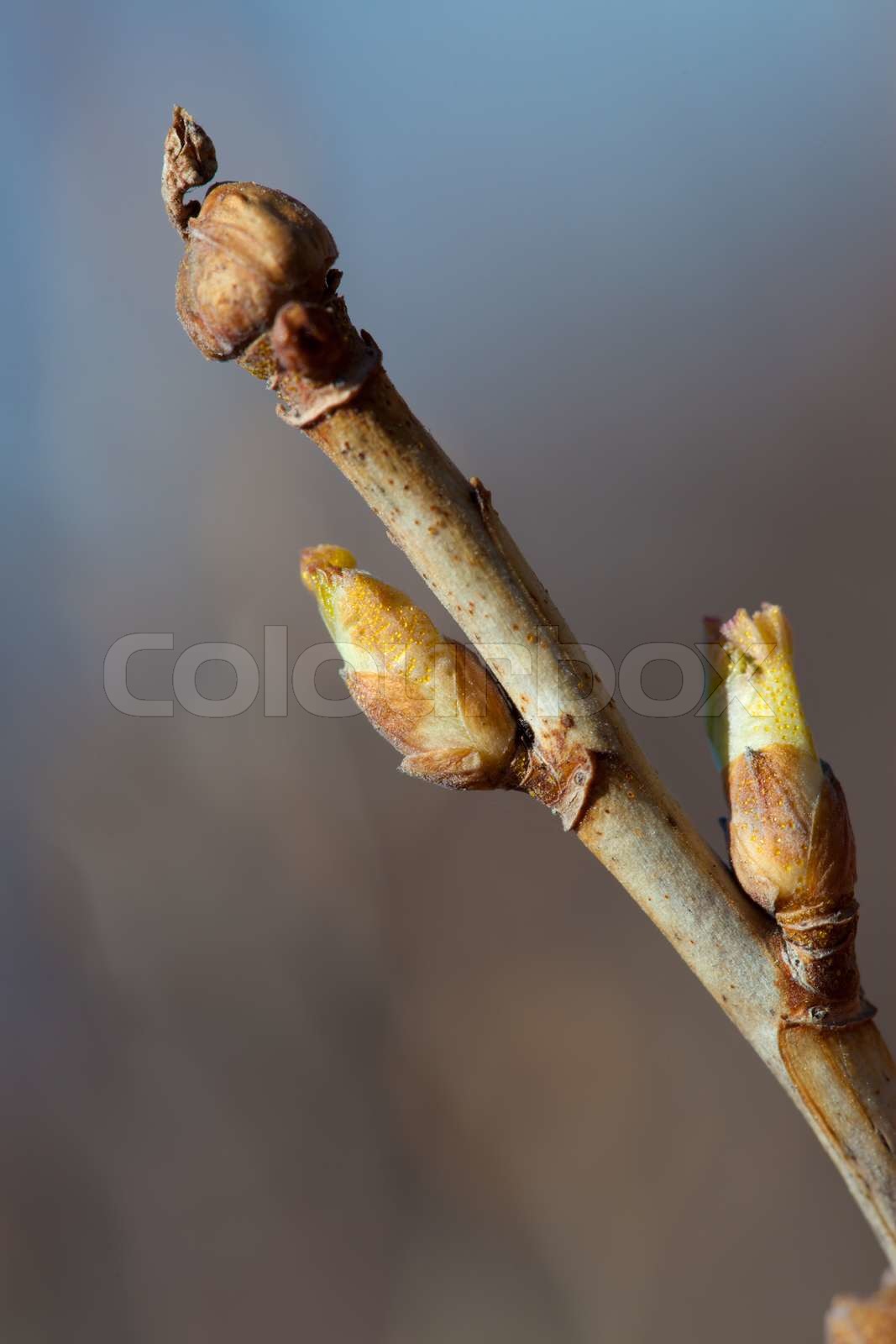 Maple bladknop | Stock foto | Colourbox