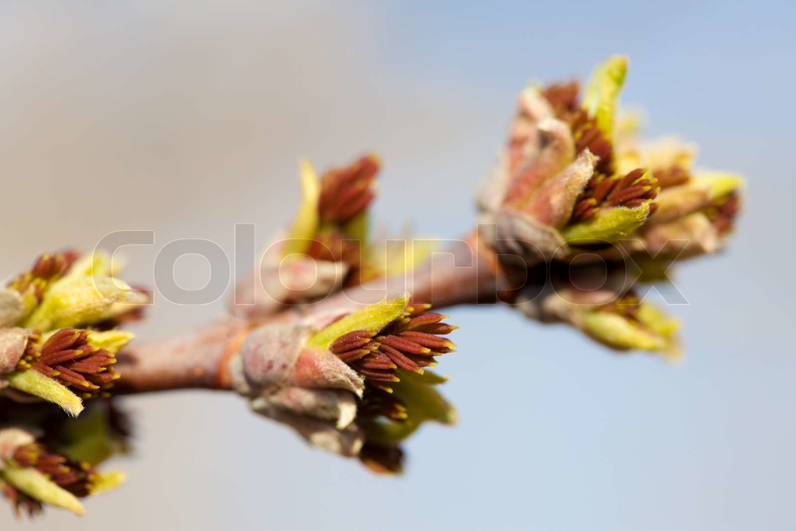 Maple bladknop | Stock foto | Colourbox