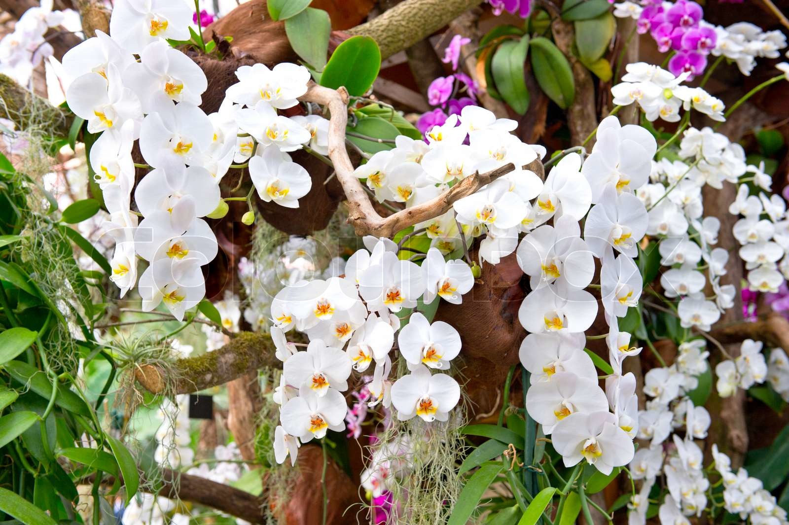 eksotiske orkide blomster i tropiske have | Stock foto | Colourbox