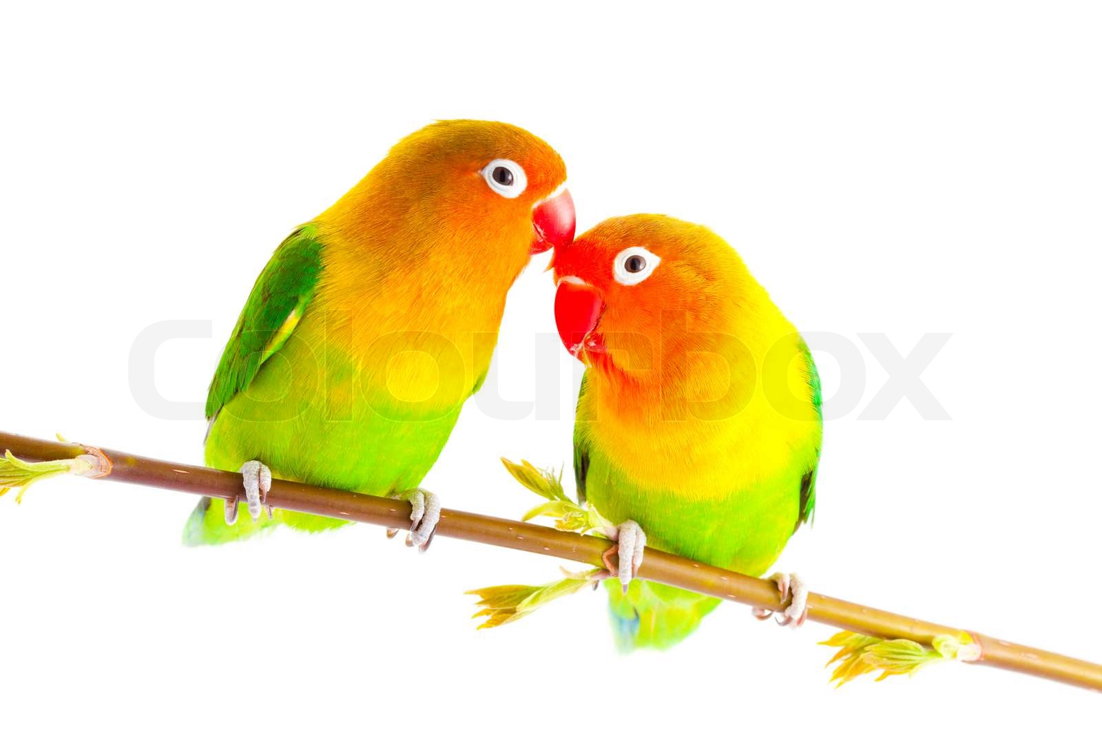 Pair of lovebirds agapornis-fischeri | Stock image | Colourbox