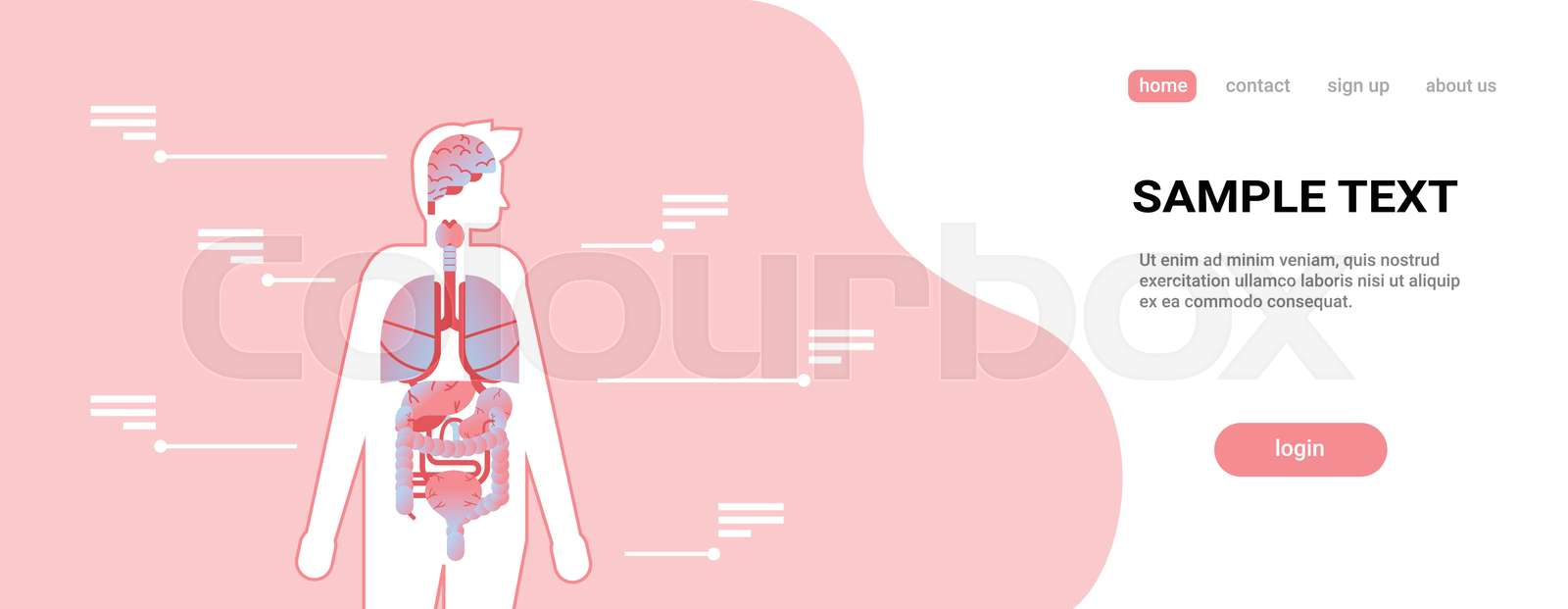 major human body internal organs inside anatomical structure ...