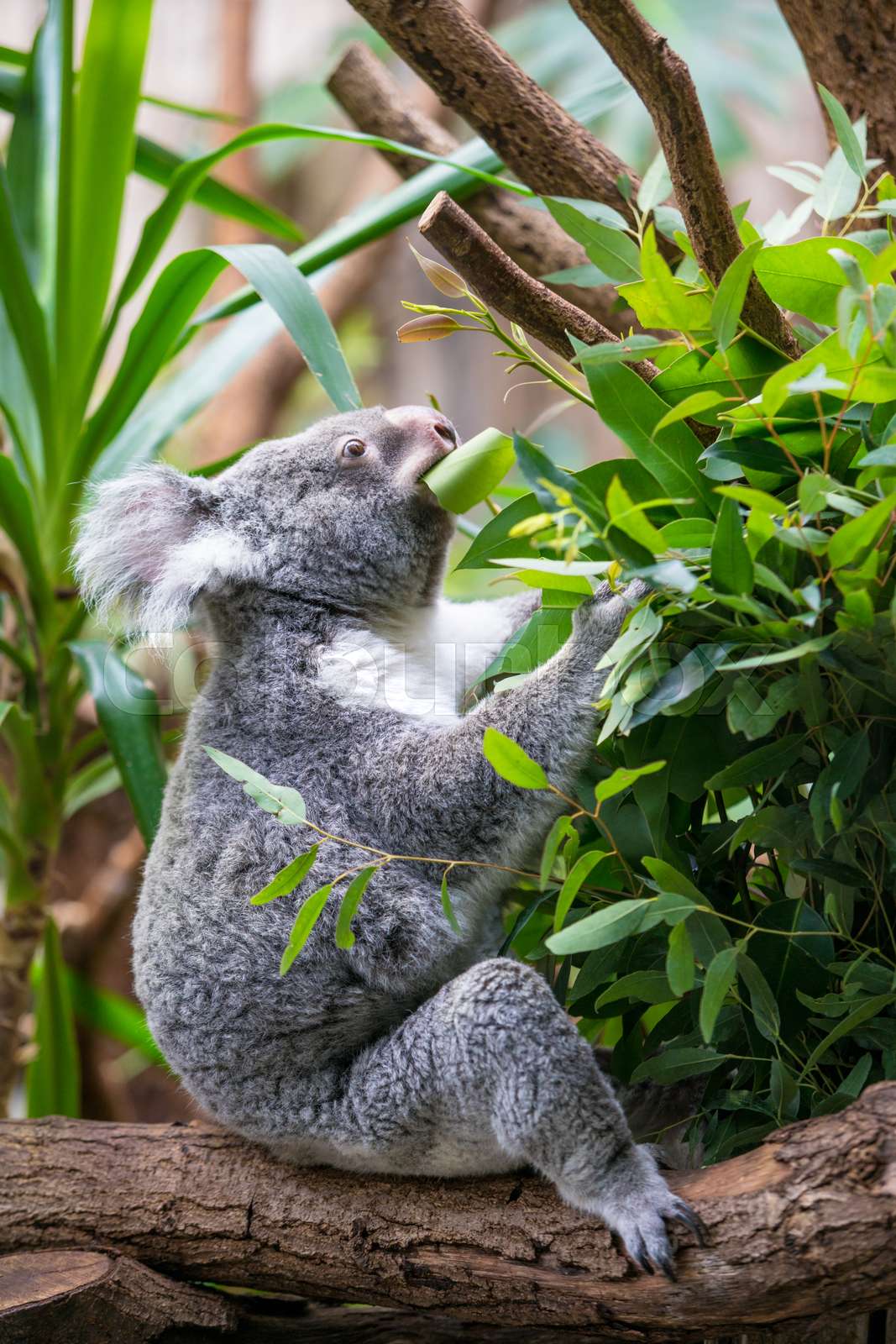 dyr, australien, bamse | Stock foto | Colourbox