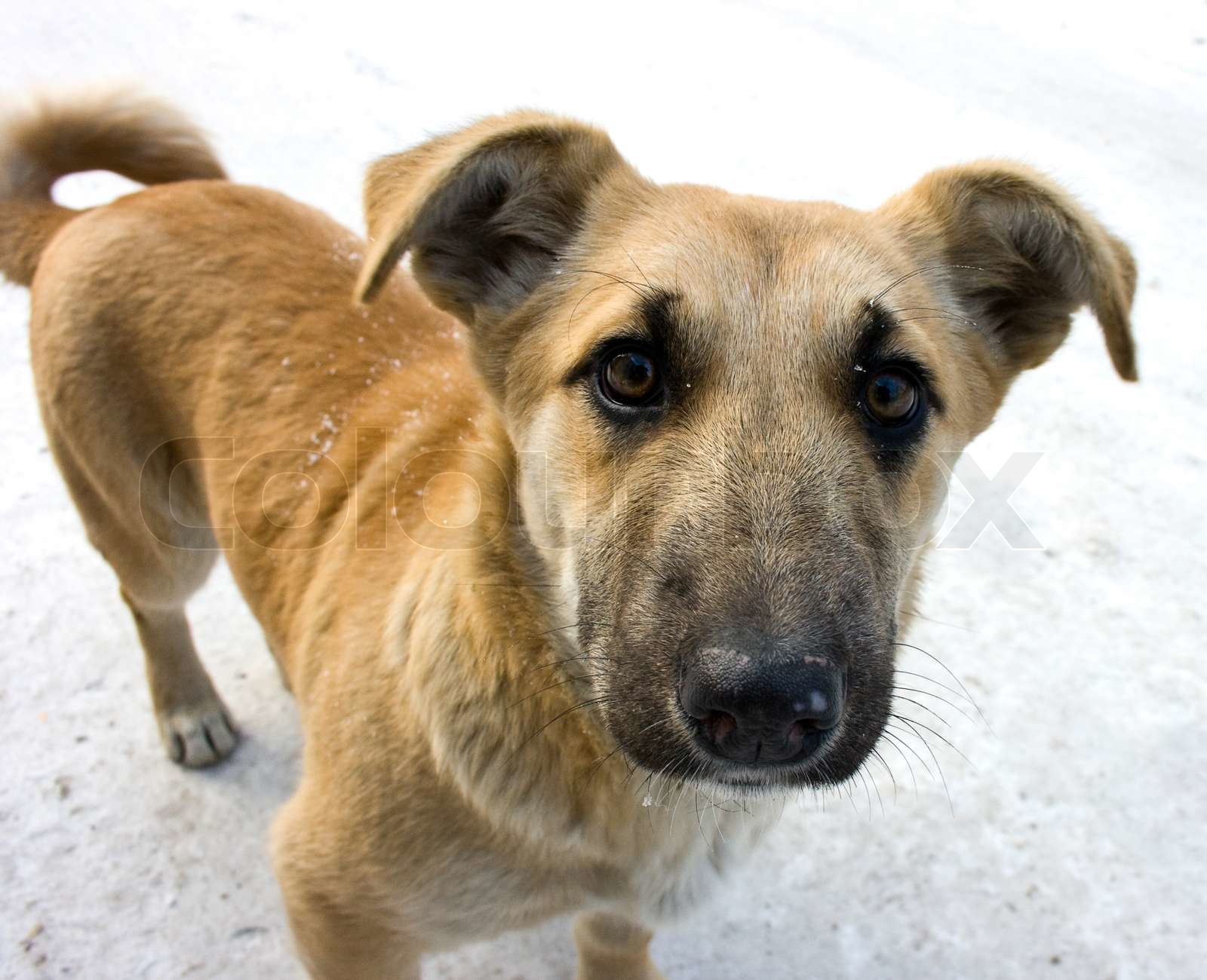 Mischlingshund | Stock Bild | Colourbox