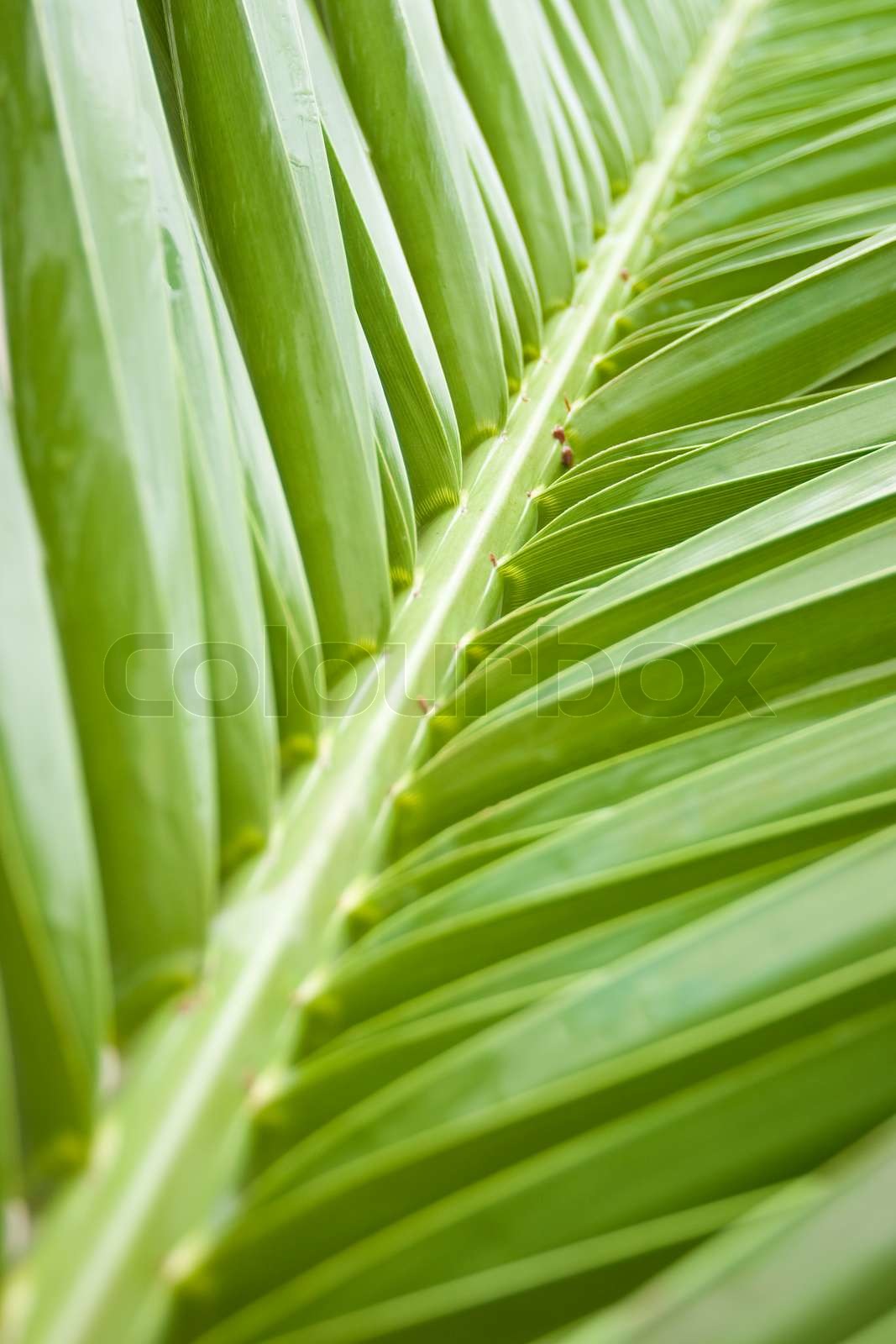 Palm leaf | Stock image | Colourbox