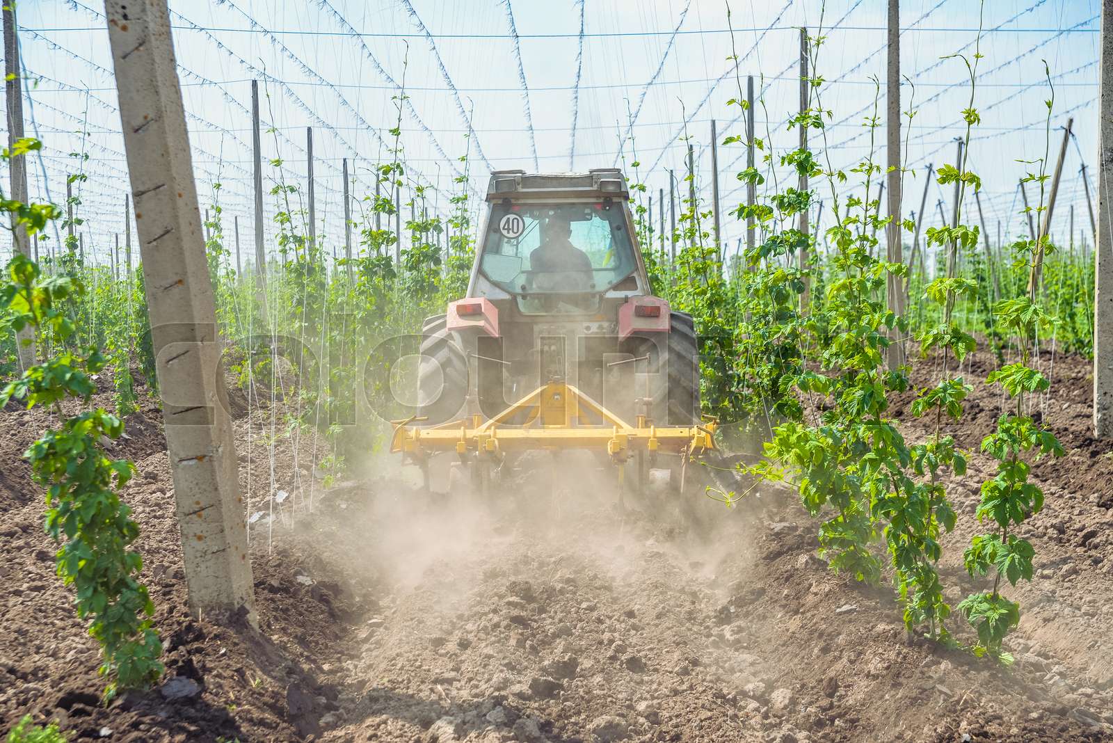 Hops field and blue sky | Stock image | Colourbox