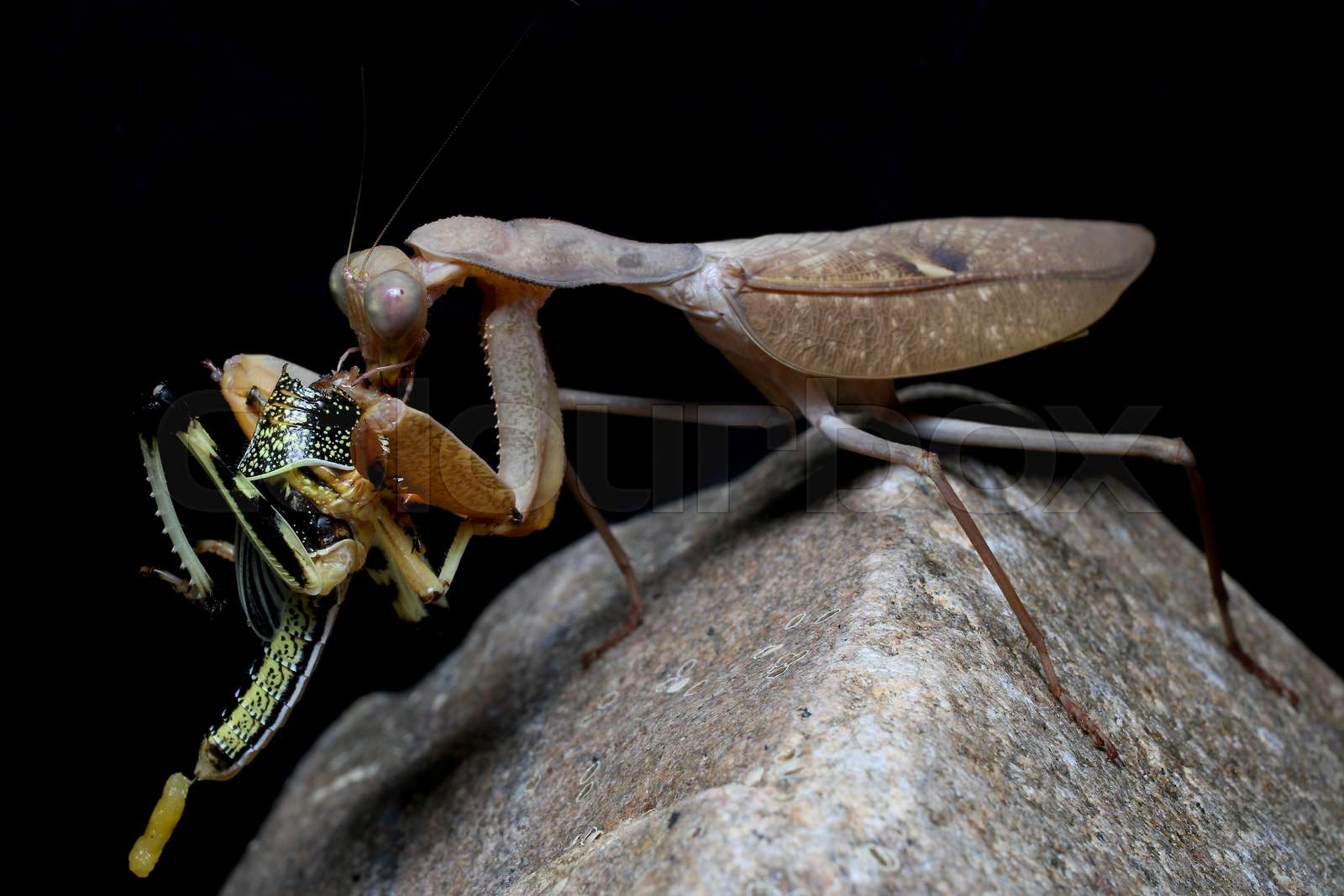 common Green Mantis | Stock image | Colourbox