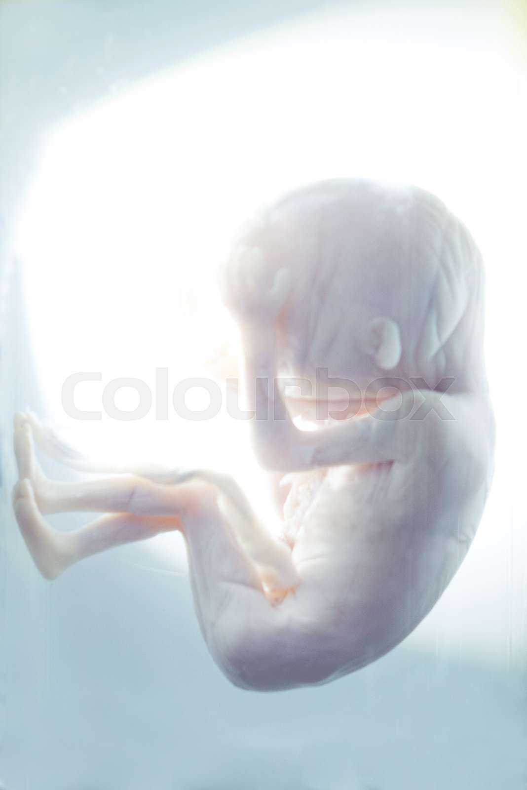 Fetus in formalin solution | Stock image | Colourbox