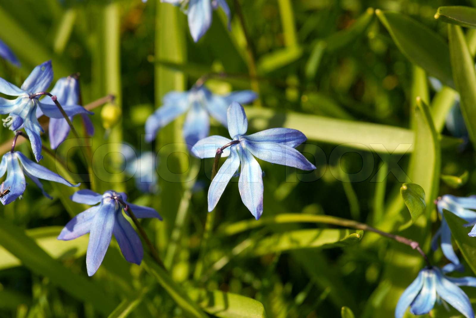Blue scilla flowers in the garden | Stock image | Colourbox