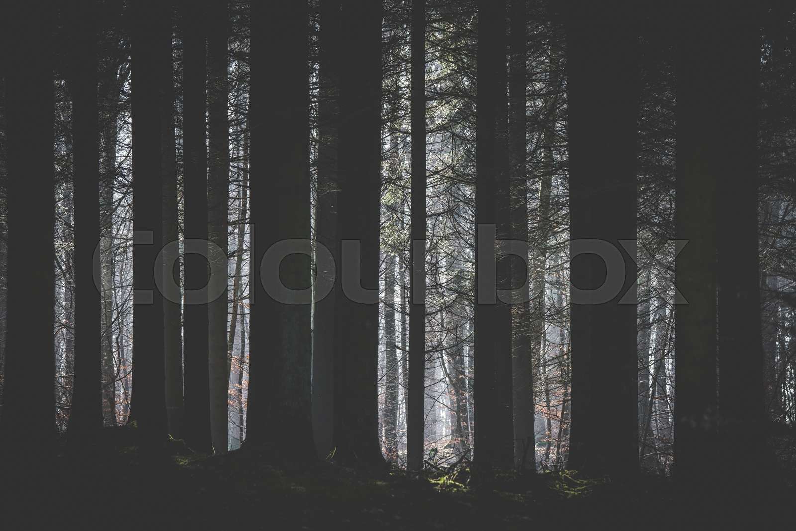 Dark forest with a clearing lighten up by the sun | Stock image | Colourbox
