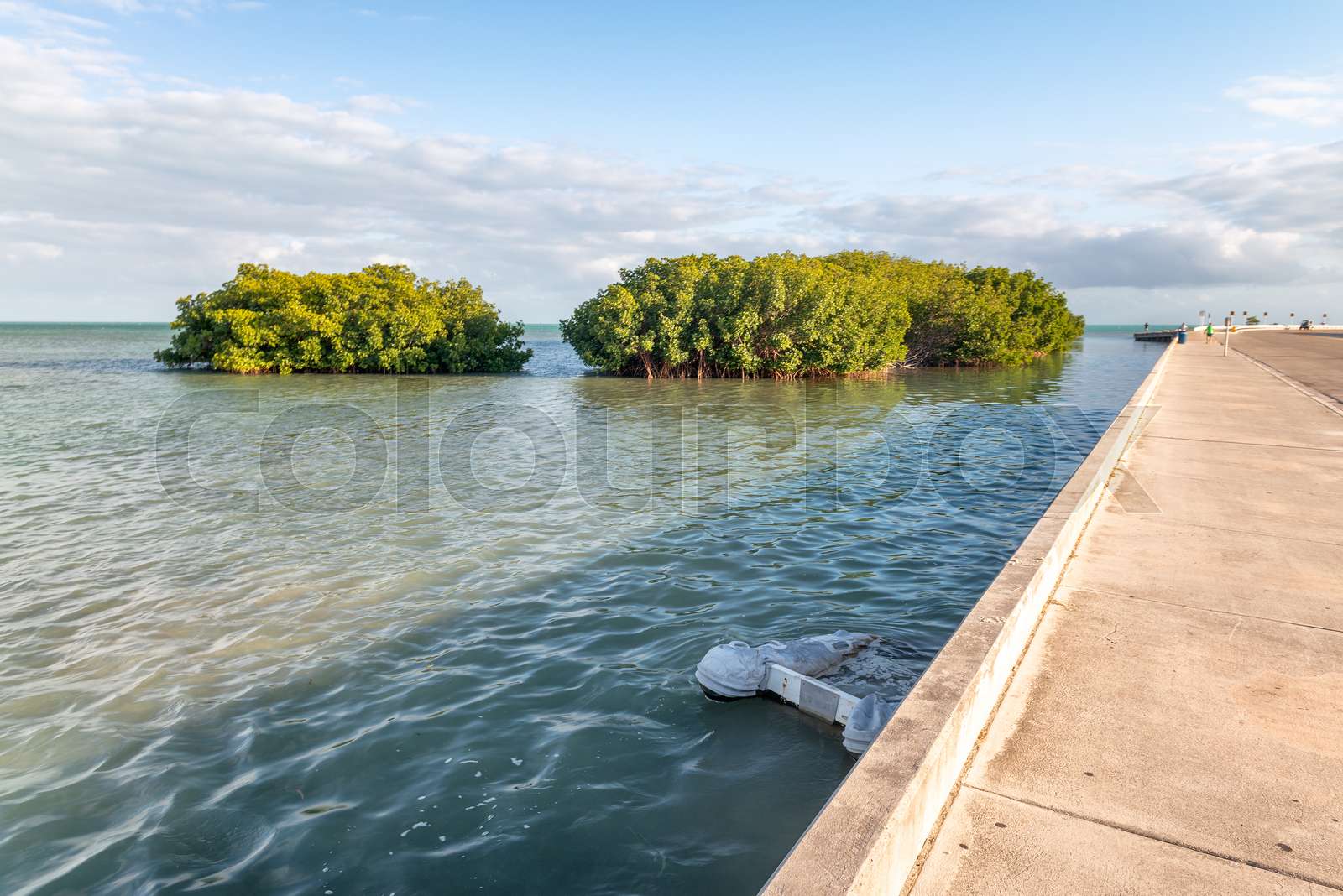 Road and mangroves of Key West, Florida | Stock image | Colourbox
